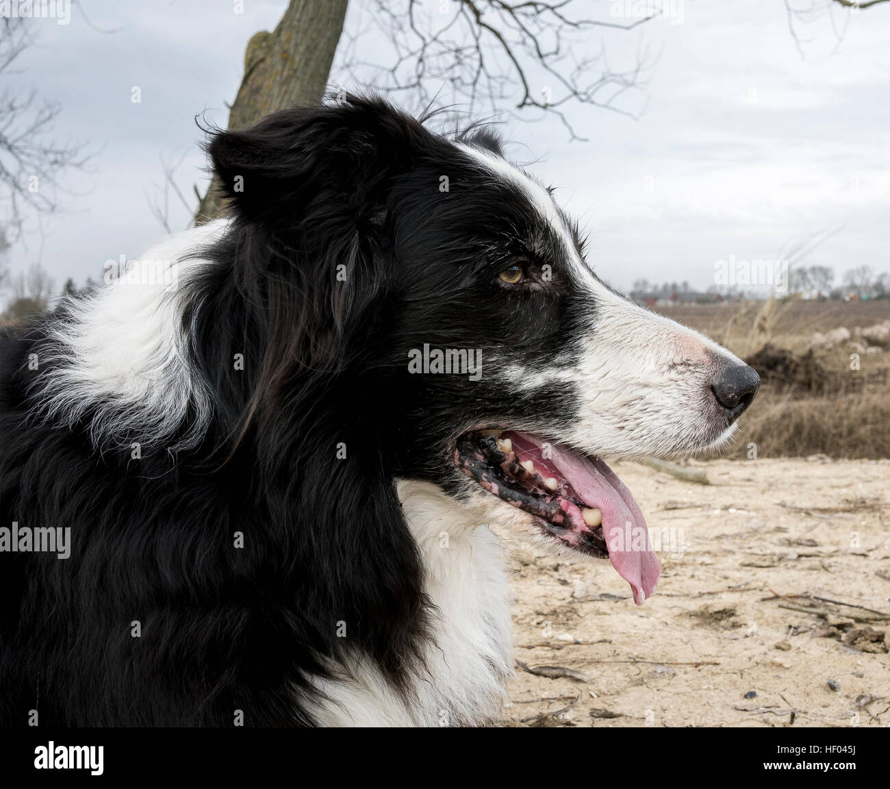 A panting dog Stock Photo - Alamy