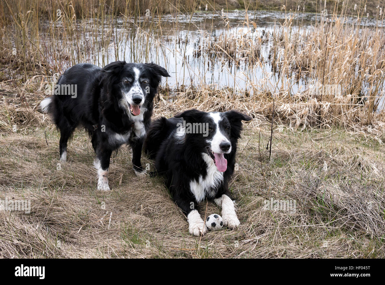 Dogs with a ball hi-res stock photography and images - Alamy