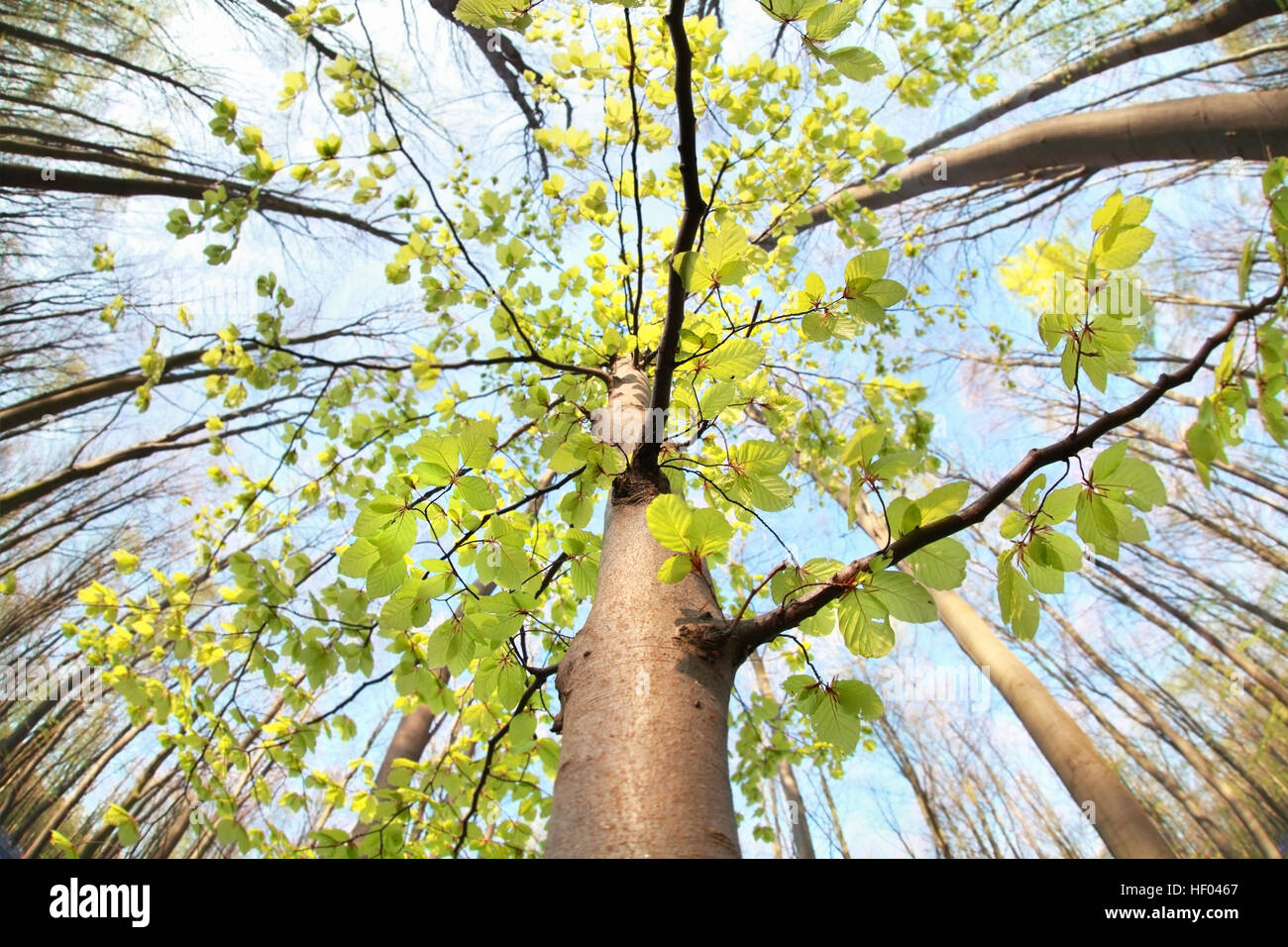 Top view wide leaf hi-res stock photography and images - Alamy