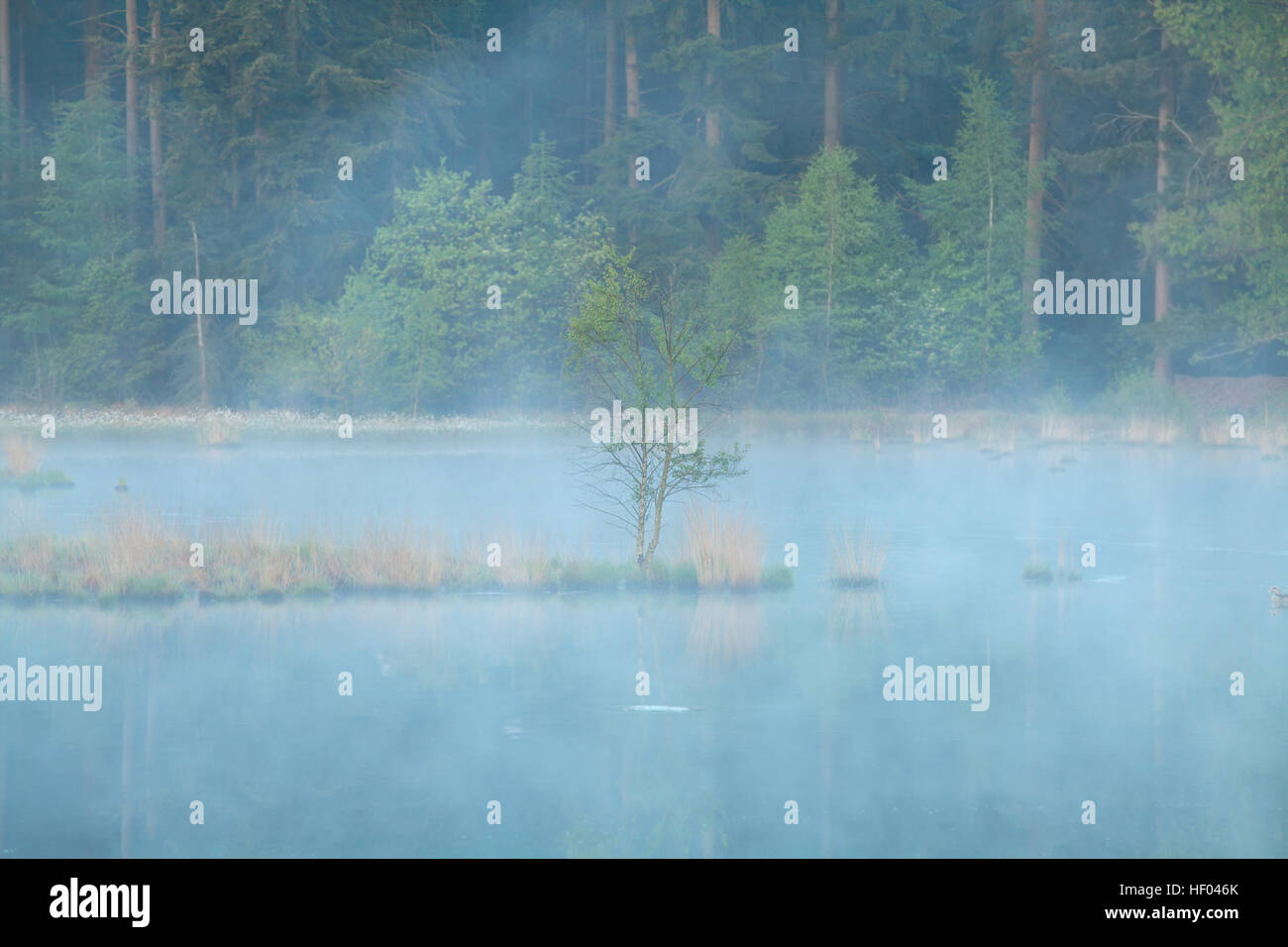 Misty tree hi-res stock photography and images - Alamy