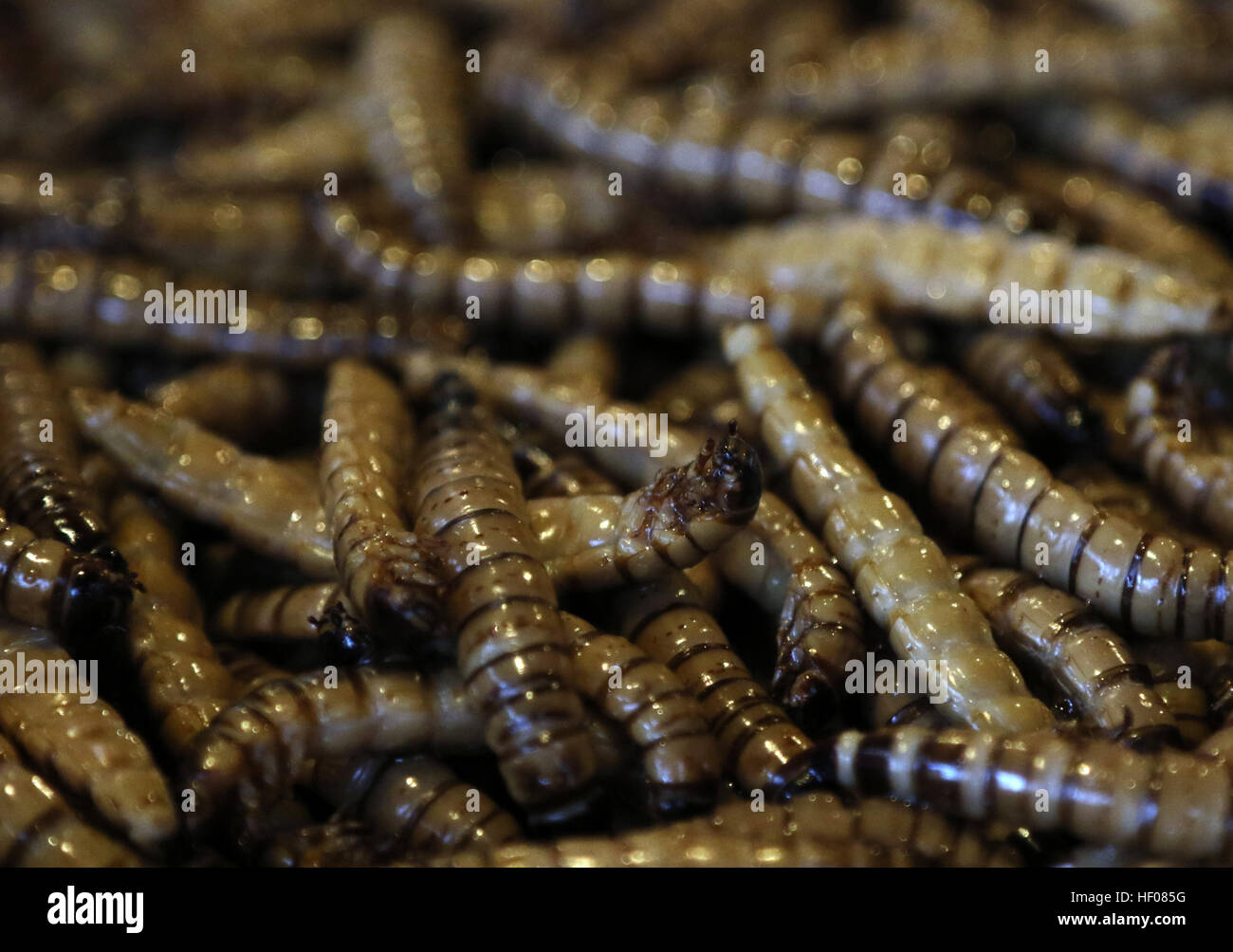 Live mealworms hi-res stock photography and images - Alamy