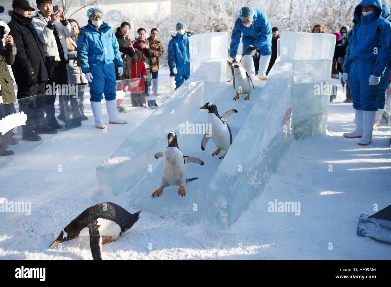 Harbin, China's Heilongjiang Province. 26th Dec, 2016. Penguins from ...