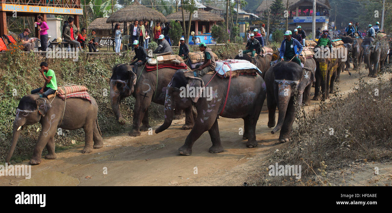 Elephant rally hi-res stock photography and images - Alamy