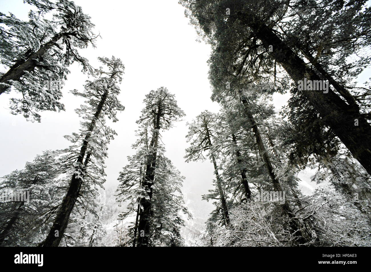 Medog tibet hi-res stock photography and images - Alamy