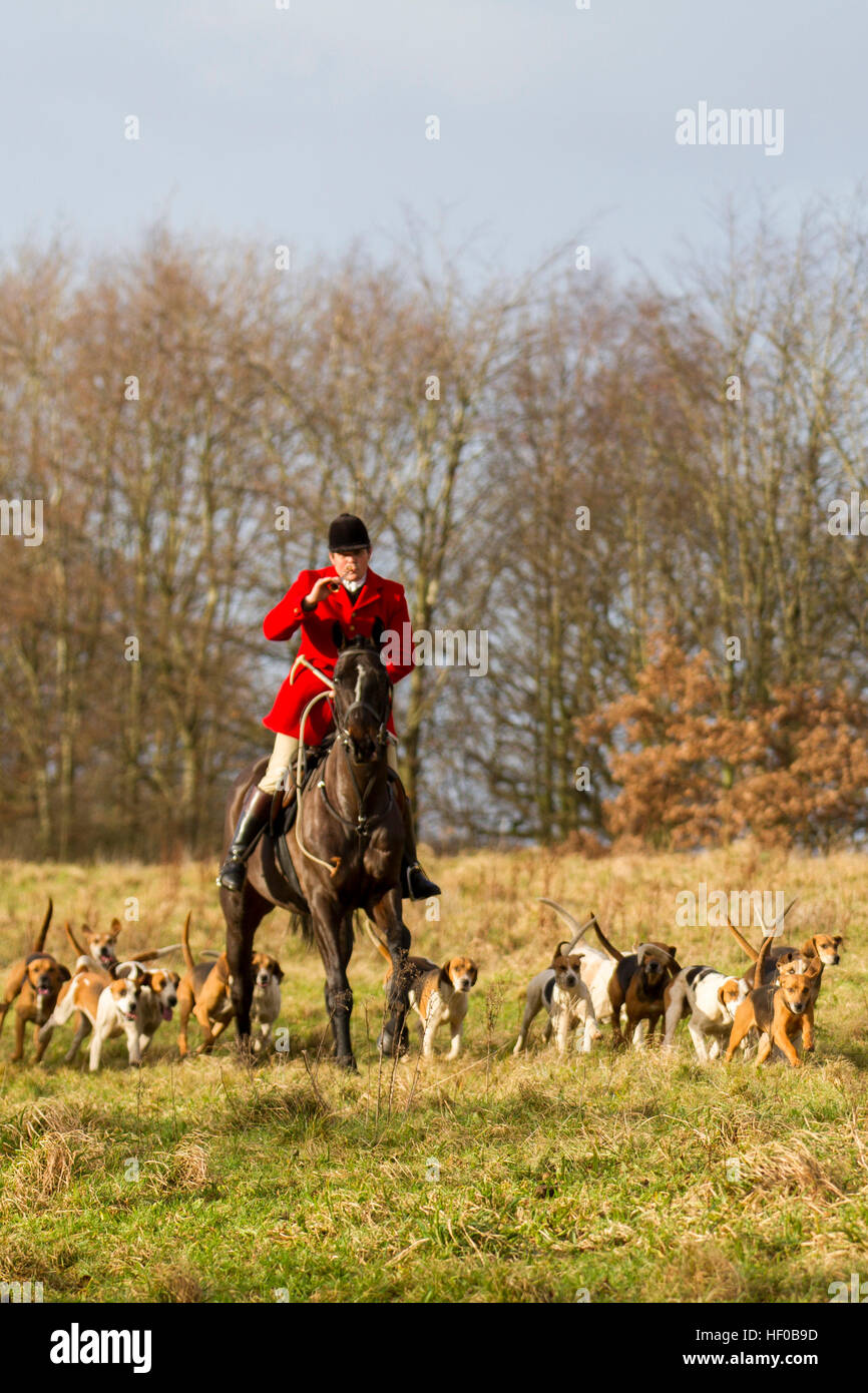 Traditional Fox Hunting Hounds High Resolution Stock Photography and ...