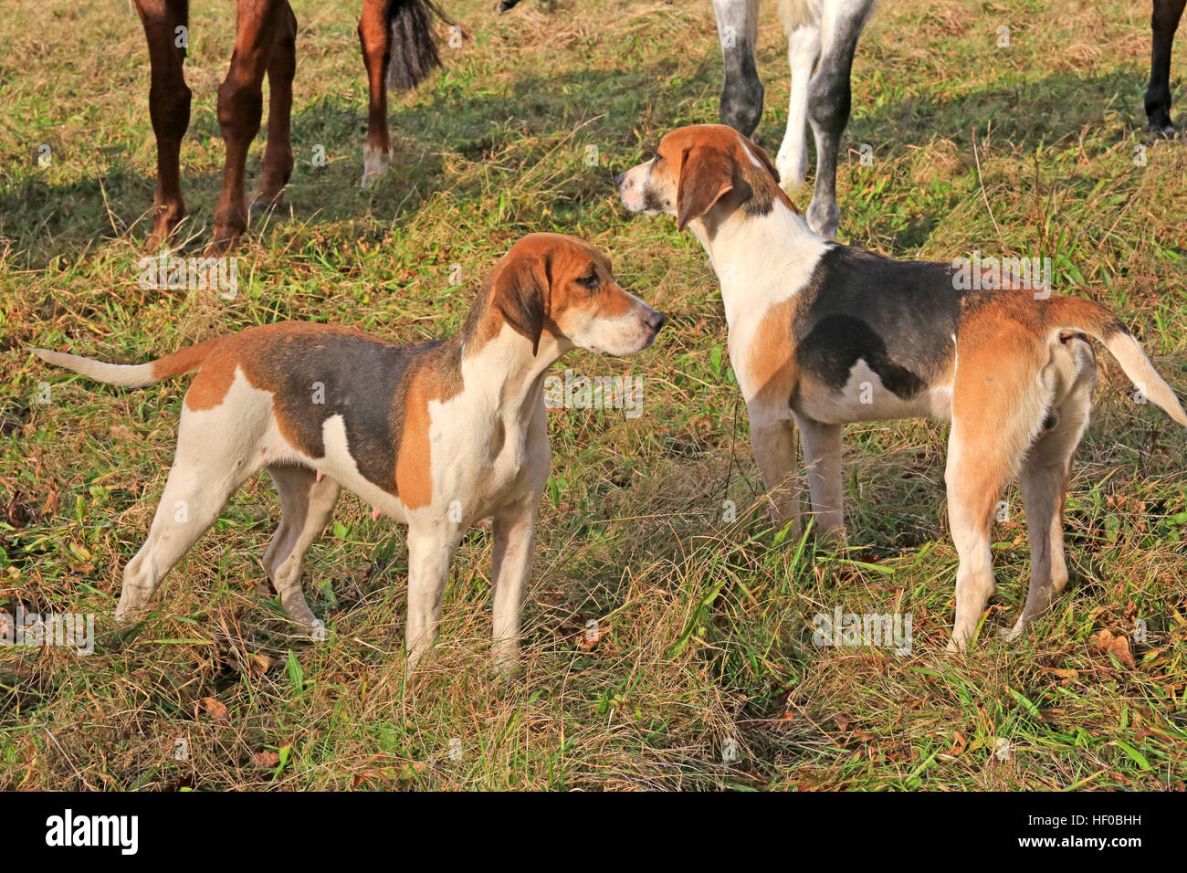 Rivington, UK. 26th Dec, 2016. Two hounds awaiting the hunt at ...