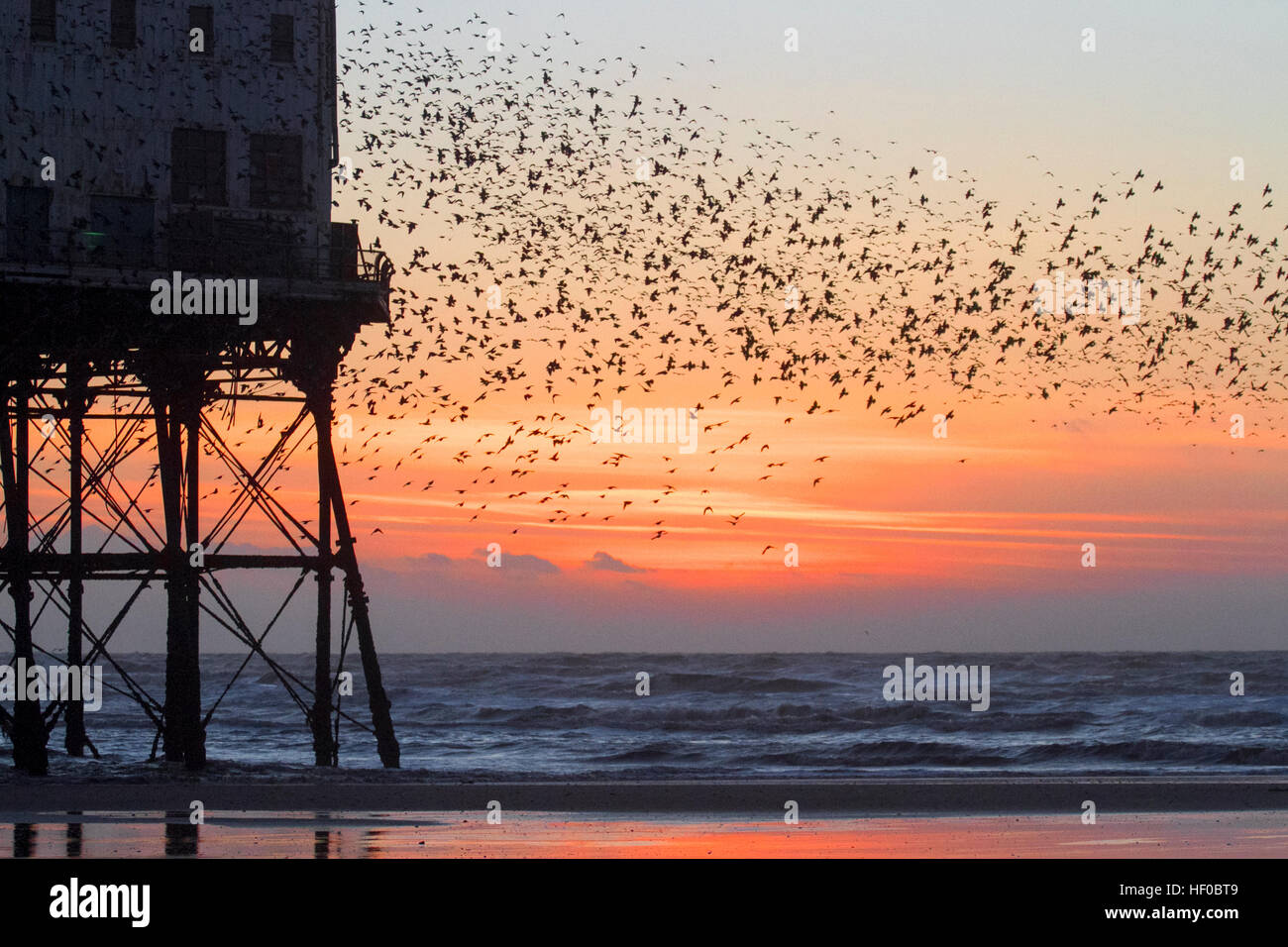 flock fly animal starling flight swarm bird dusk murmuration blackpool ...