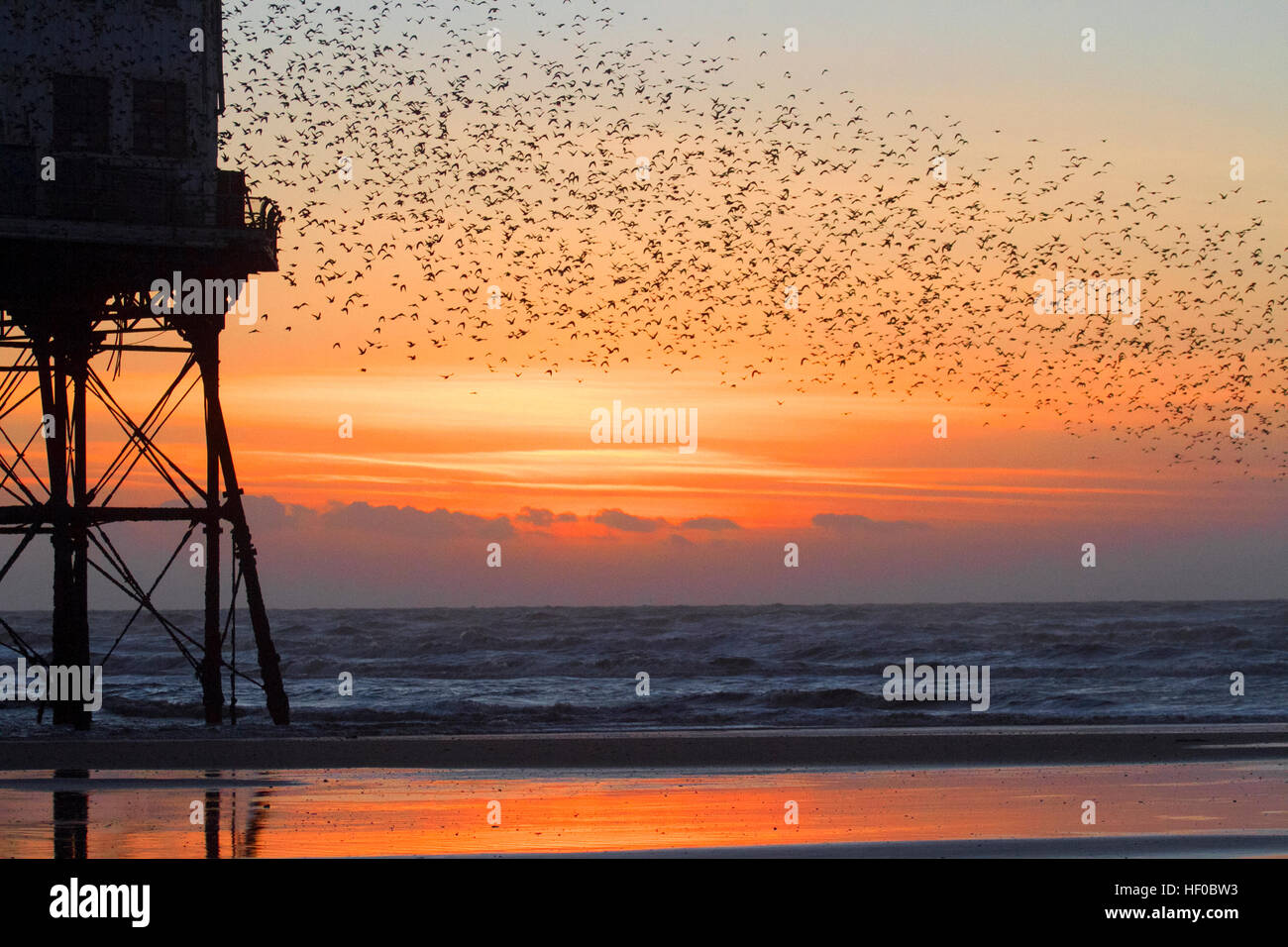flock fly animal starling flight swarm bird dusk murmuration blackpool ...