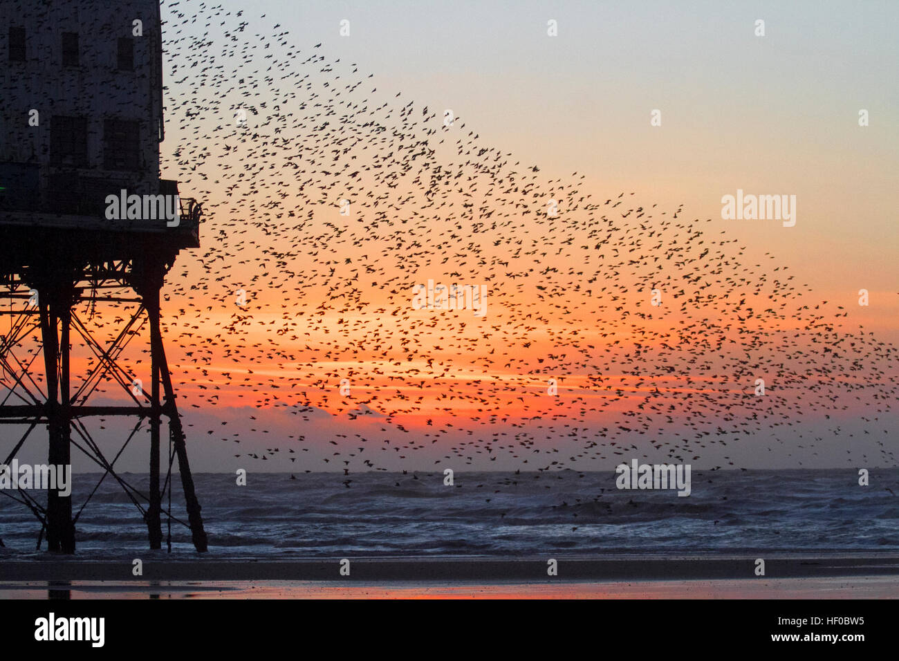 flock fly animal starling flight swarm bird dusk murmuration blackpool ...
