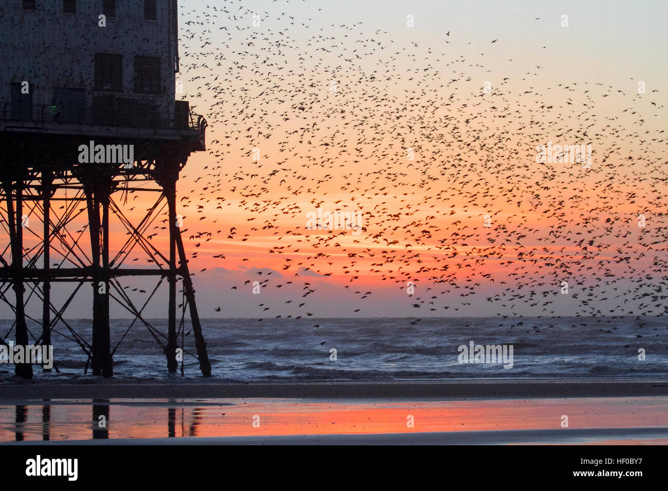 flock fly animal starling flight swarm bird dusk murmuration blackpool ...