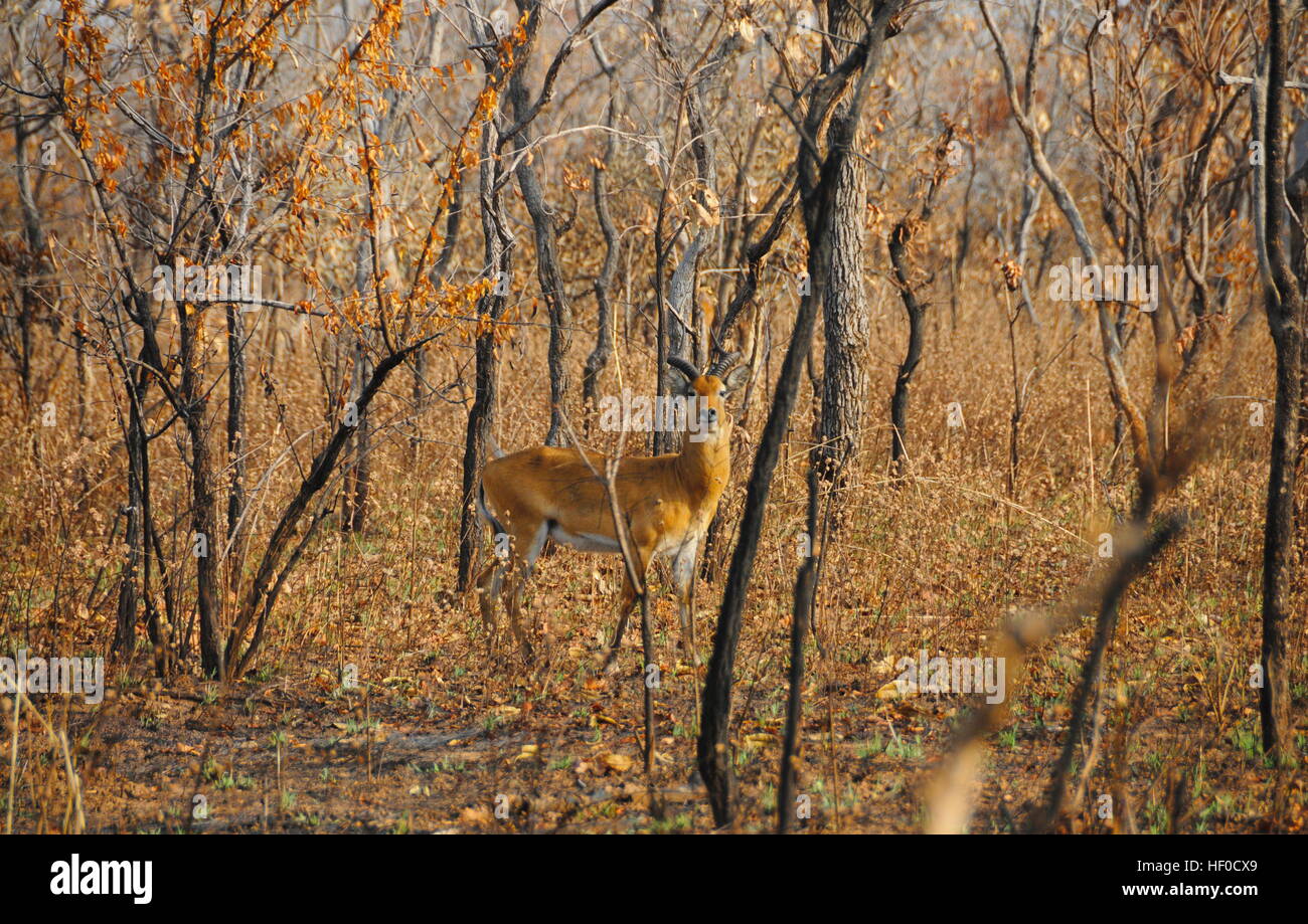 Accra. 23rd Dec, 2016. An antelope is seen at the Mole National Park in ...
