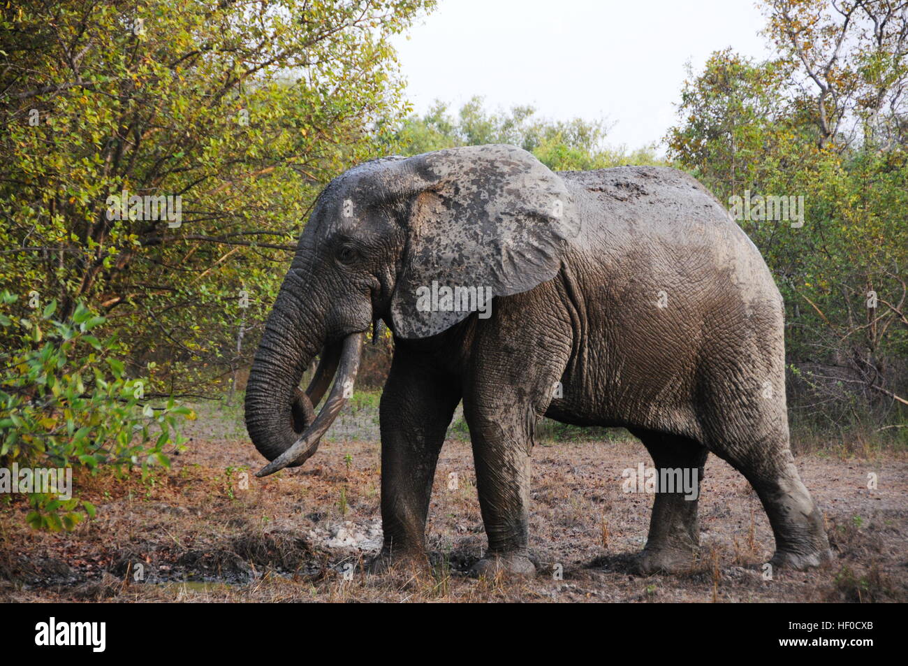 Accra. 23rd Dec, 2016. An elephant is seen at the Mole National Park in ...