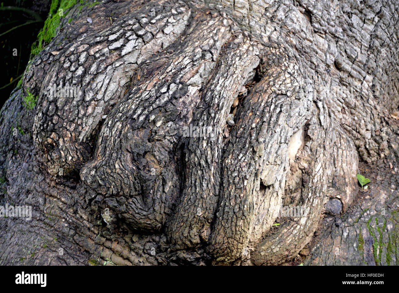 Camphor root hi-res stock photography and images - Alamy