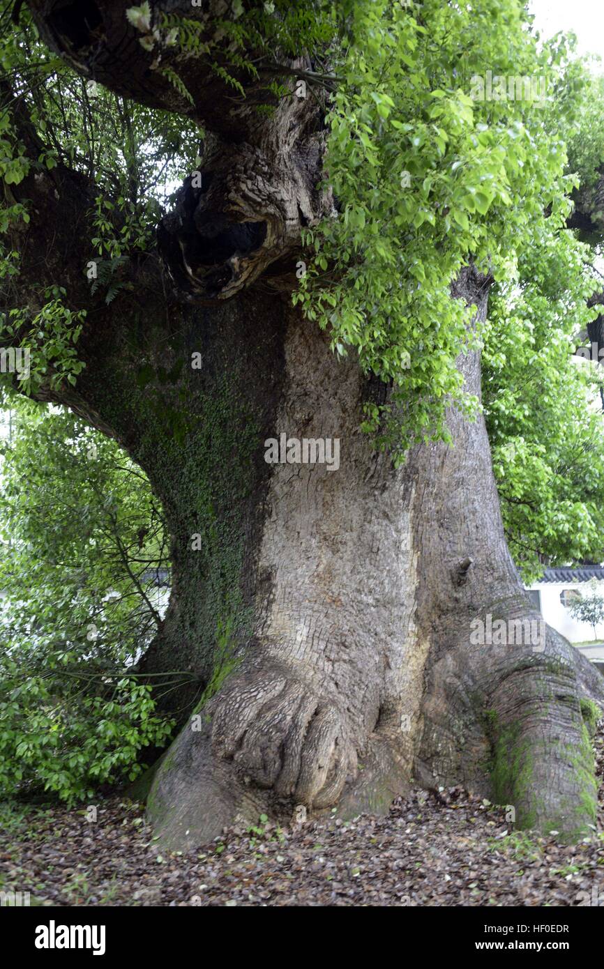 Old camphor tree hi-res stock photography and images - Alamy