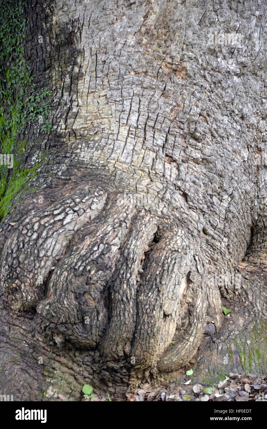 Old camphor tree hi-res stock photography and images - Alamy