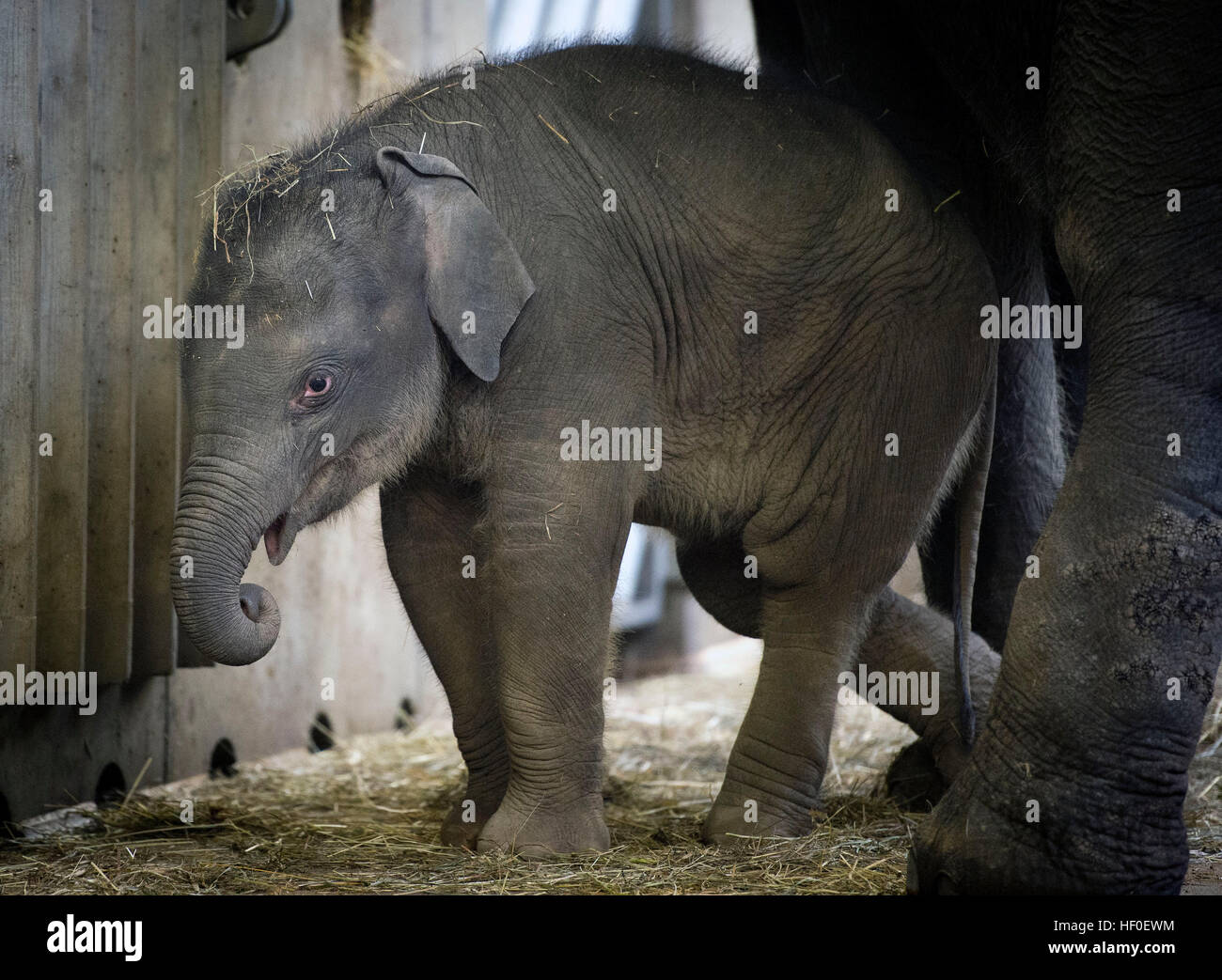 Prague, Czech Republic. 27th Dec, 2016. Christening of elephant calf ...