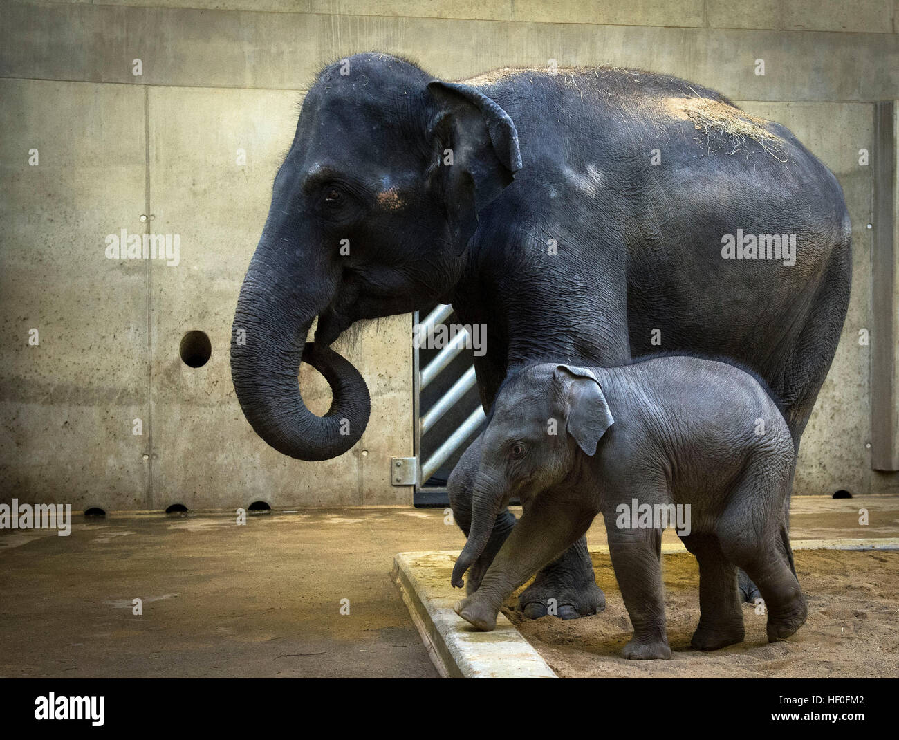 Prague, Czech Republic. 27th Dec, 2016. Christening of elephant calf ...