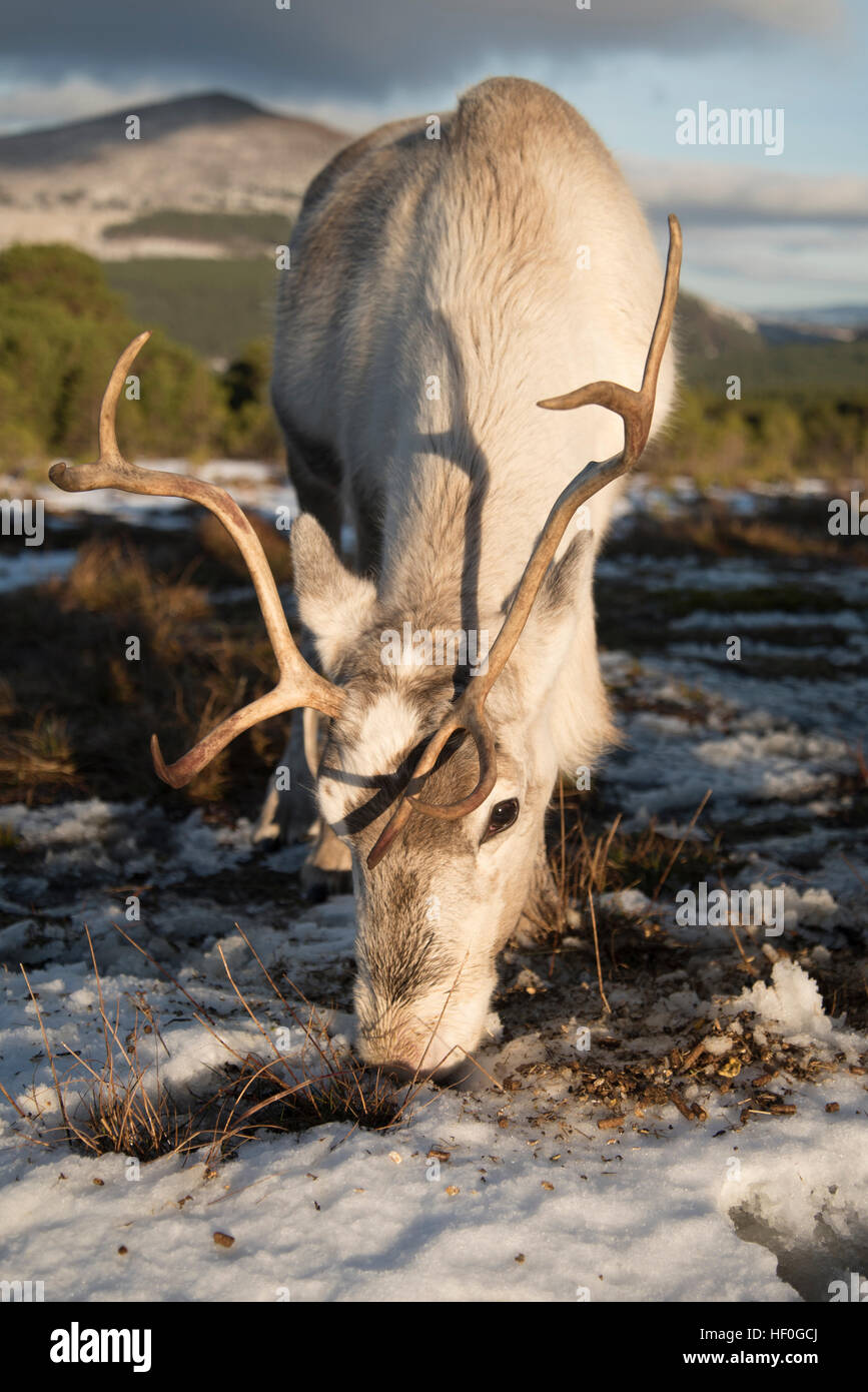 Scottish reindeer centre hi-res stock photography and images - Alamy