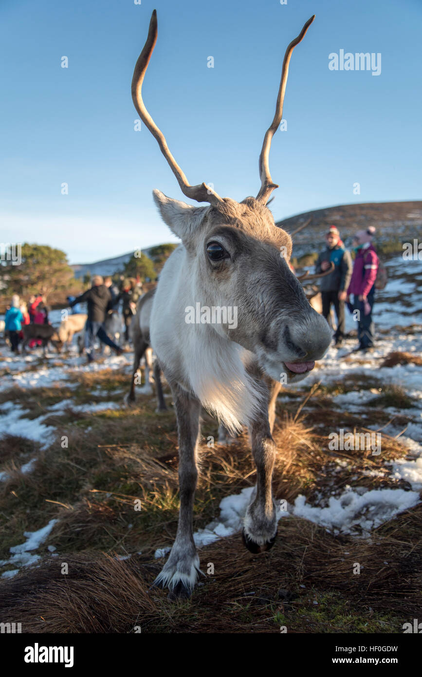 Scottish reindeer centre hi-res stock photography and images - Alamy