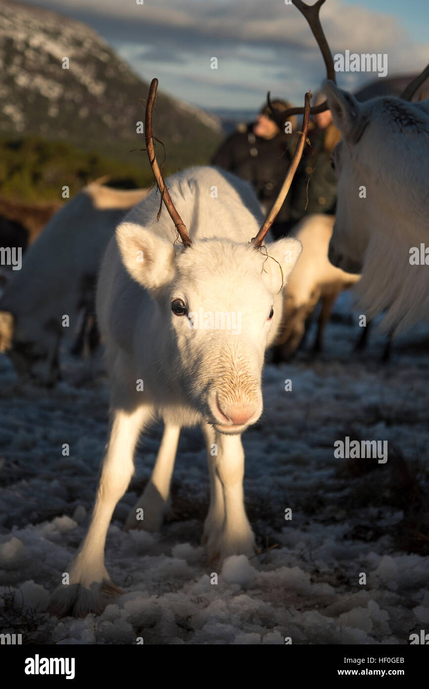 Month old calf hi-res stock photography and images - Alamy