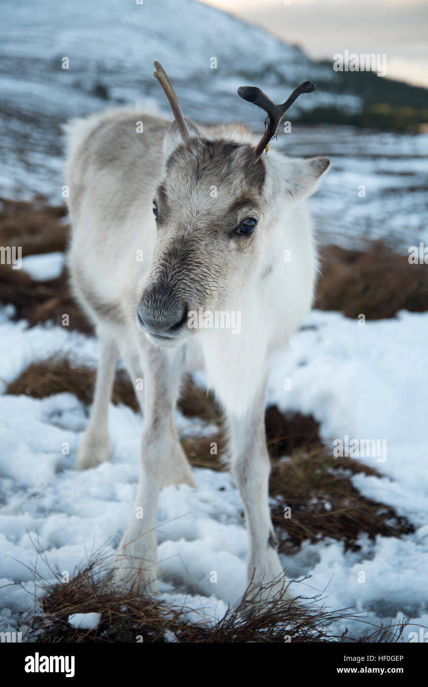 six month old reindeer calf in the snow at the Reindeer Centre at ...