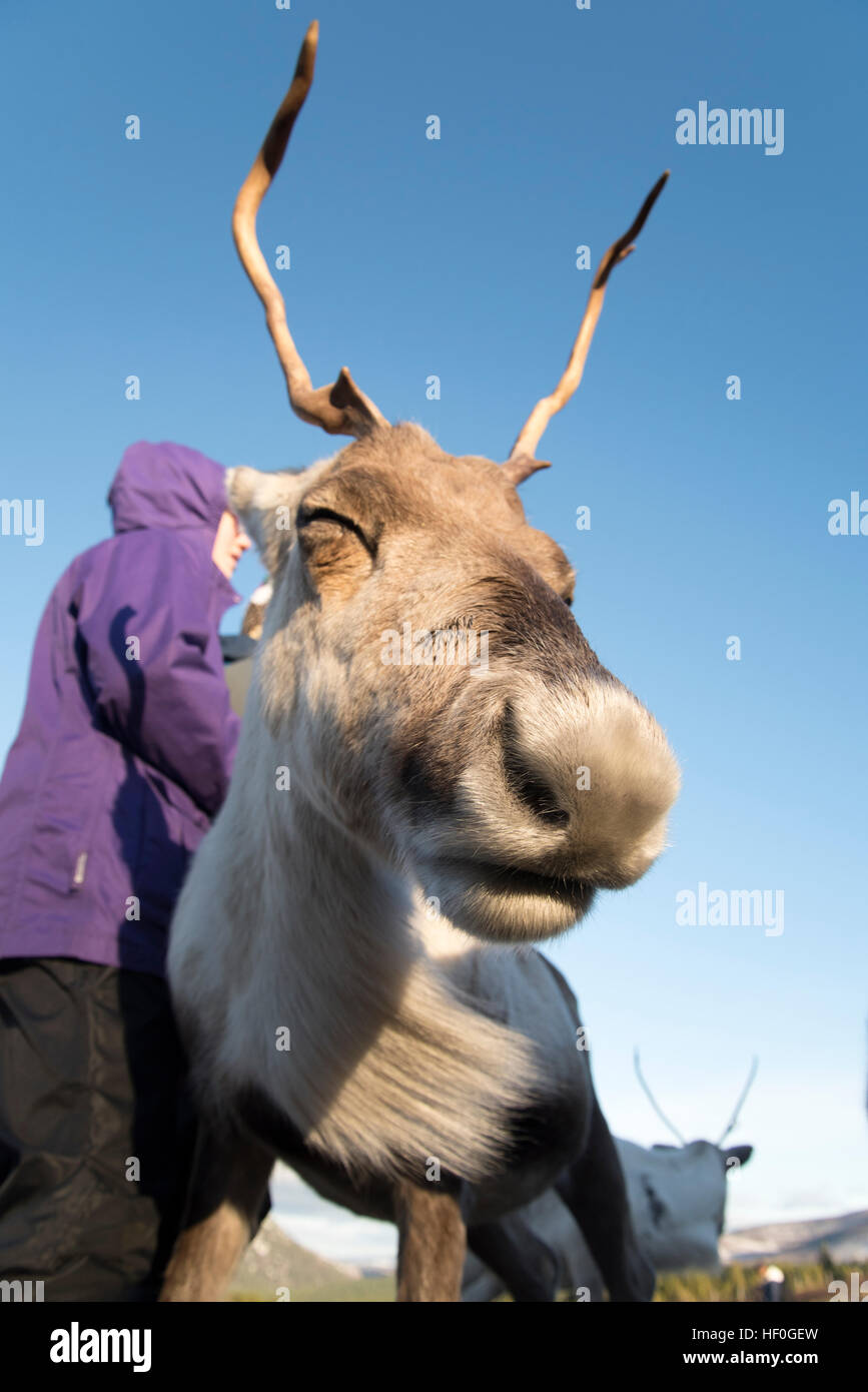 Female reindeer enjoying a back rub from visitor in winter snow at the ...
