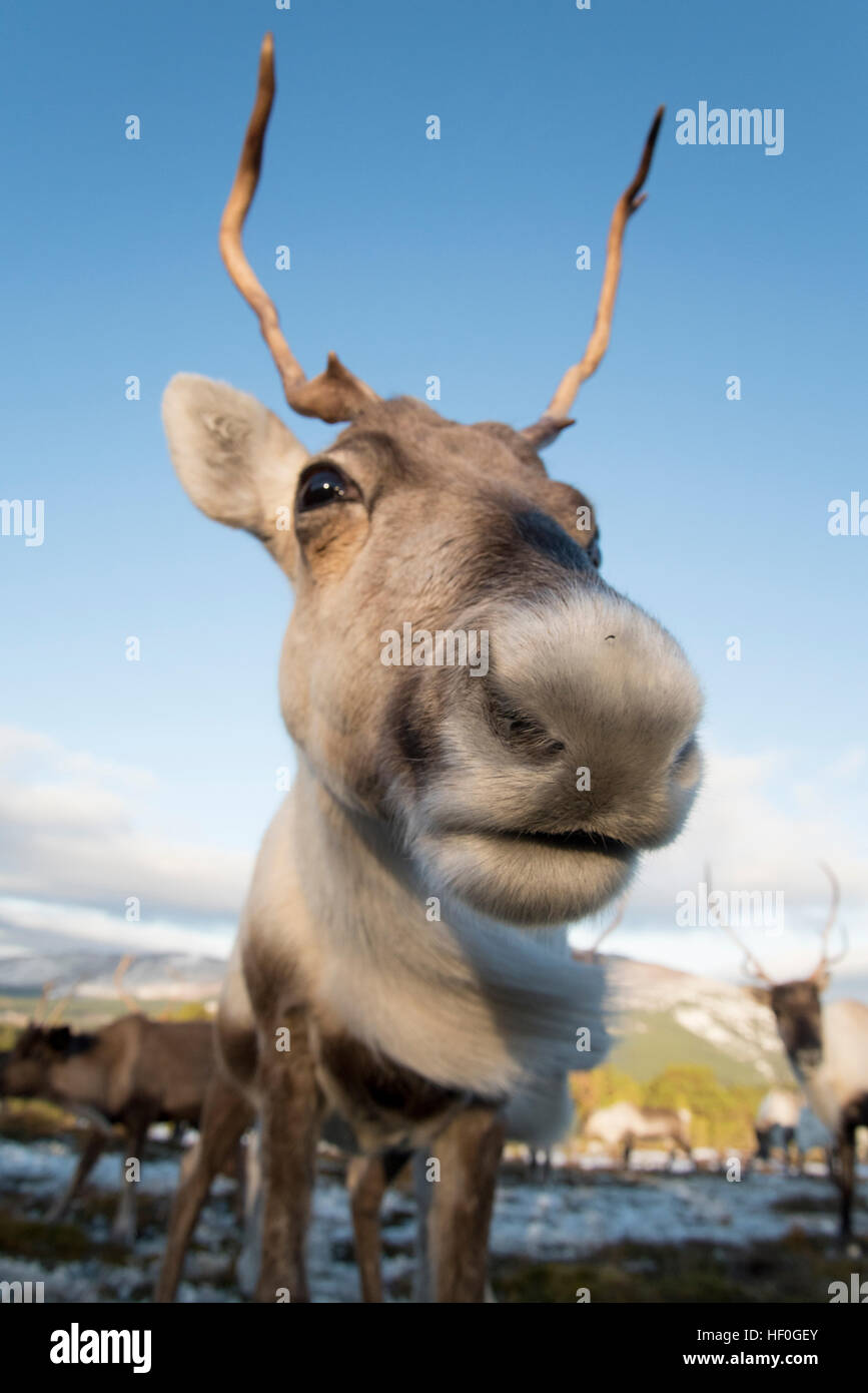 Reindeer female being fed in winter snow at the Reindeer Centre at ...
