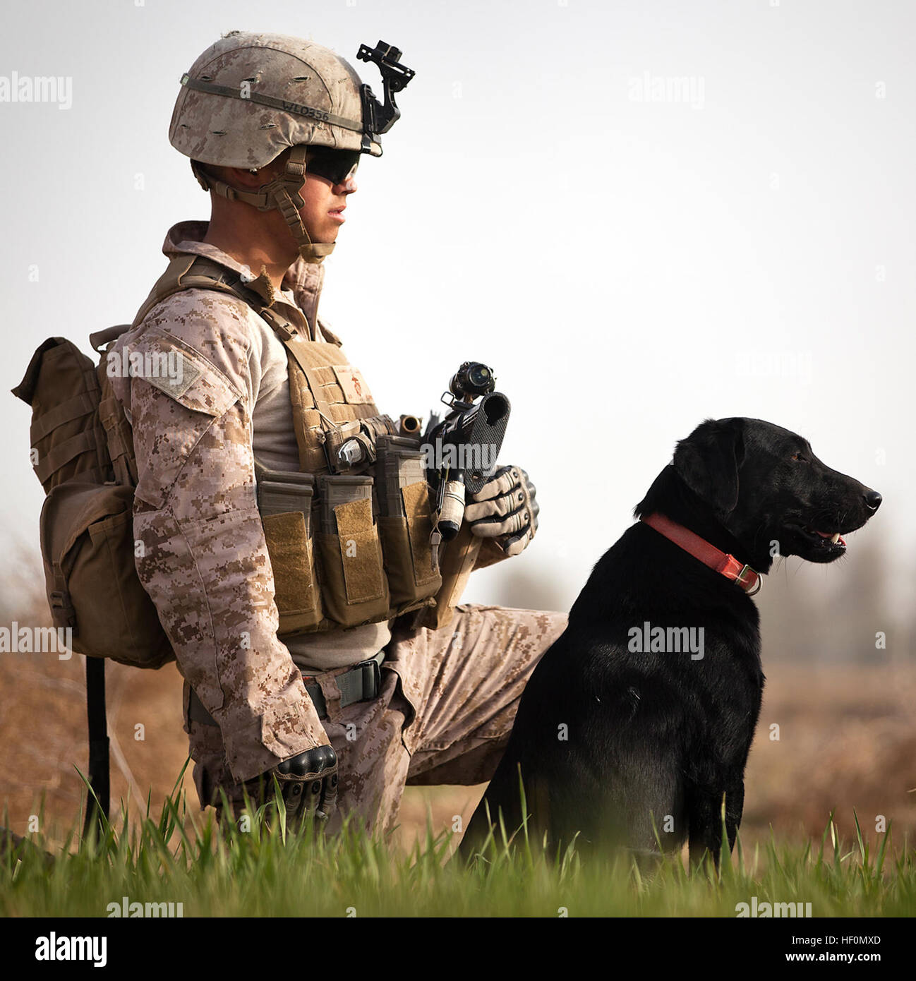 Police dog and handler home hi-res stock photography and images - Alamy