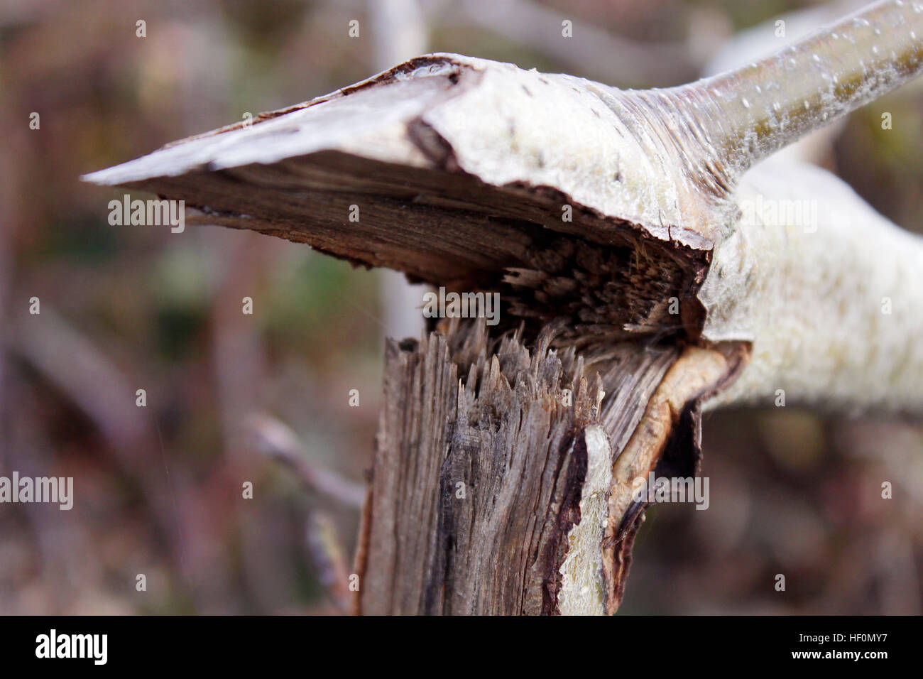 Close up of a split tree trunk Stock Photo - Alamy