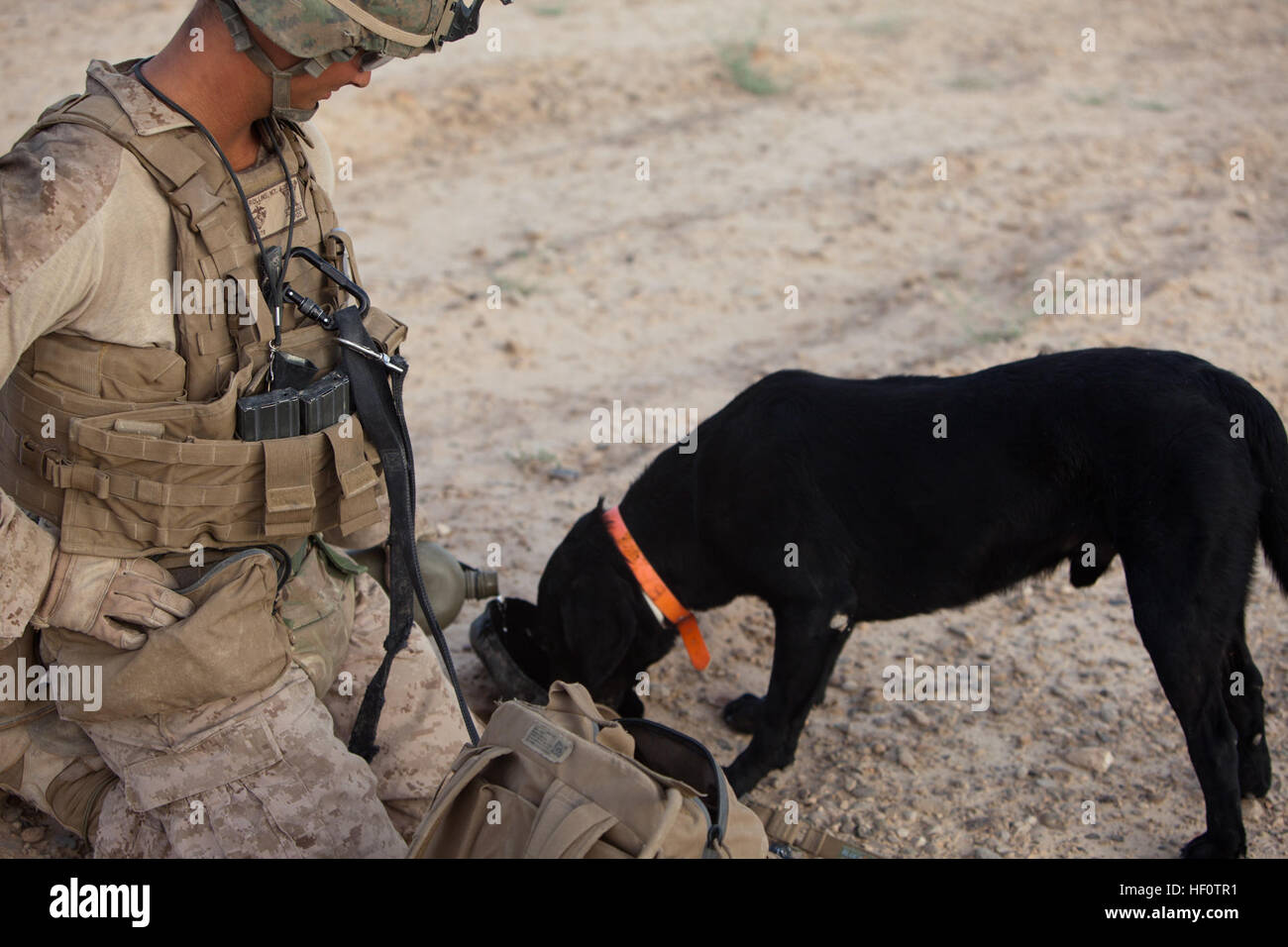 U.S. Marine Corps Lance Cpl. Tyler Rollins, a dog handler with 1st ...