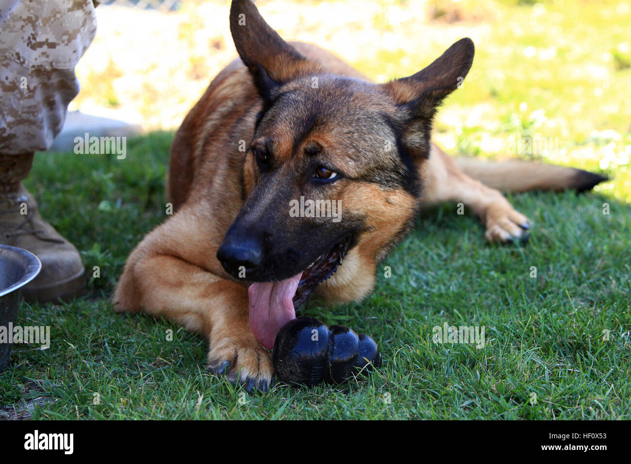 Lucca, a 8-year-old Belgian Malinois military working dog, rests in the ...