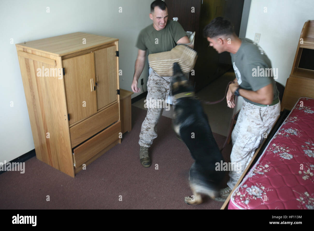 Cpl. Nicolas M. Lemon encourages his military working dog Cobra to ...
