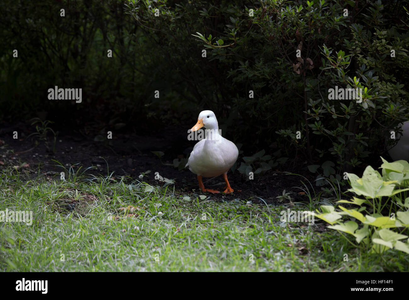 American Pekin duck in summer foliage Stock Photo - Alamy