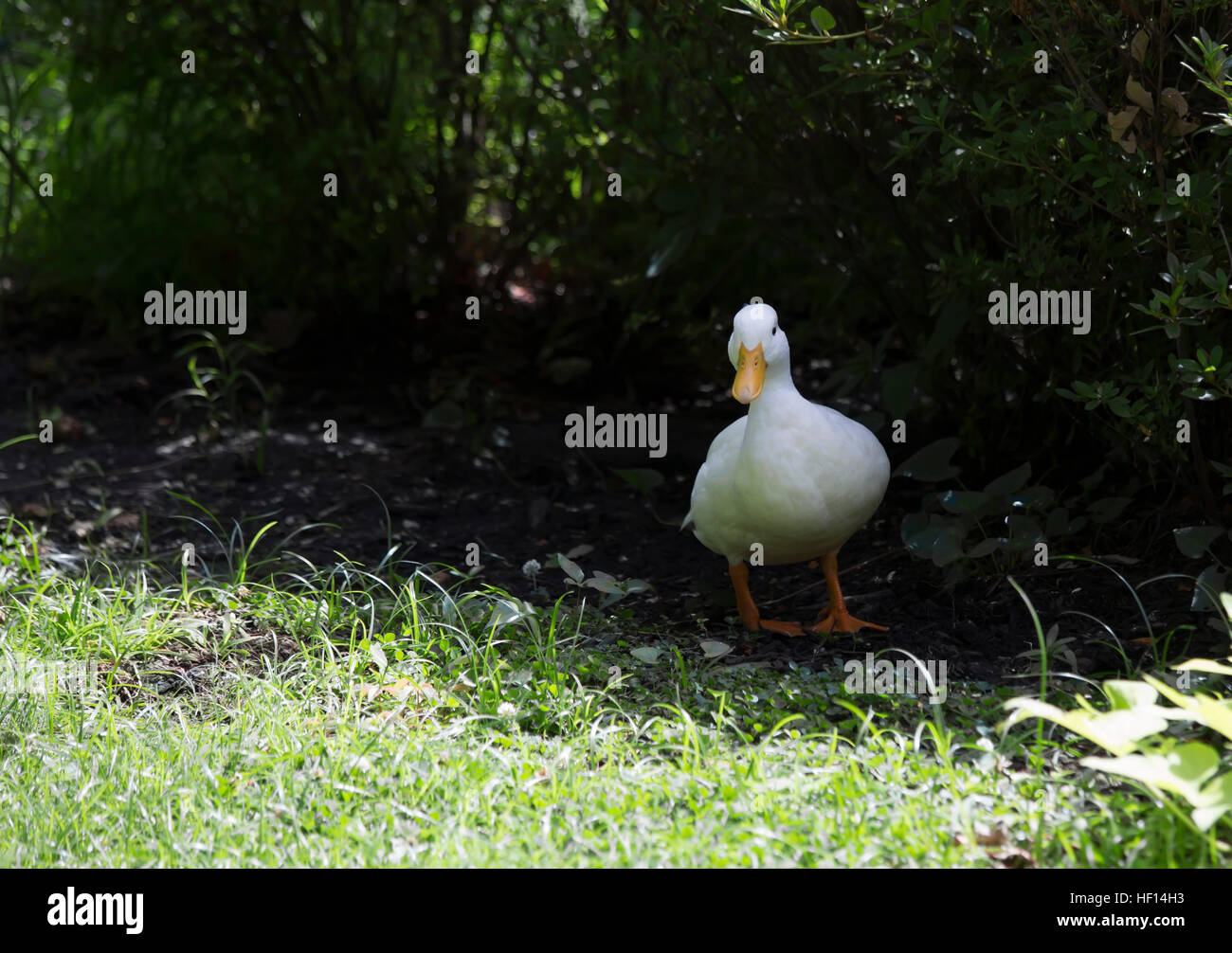 American Pekin duck in summer foliage Stock Photo - Alamy