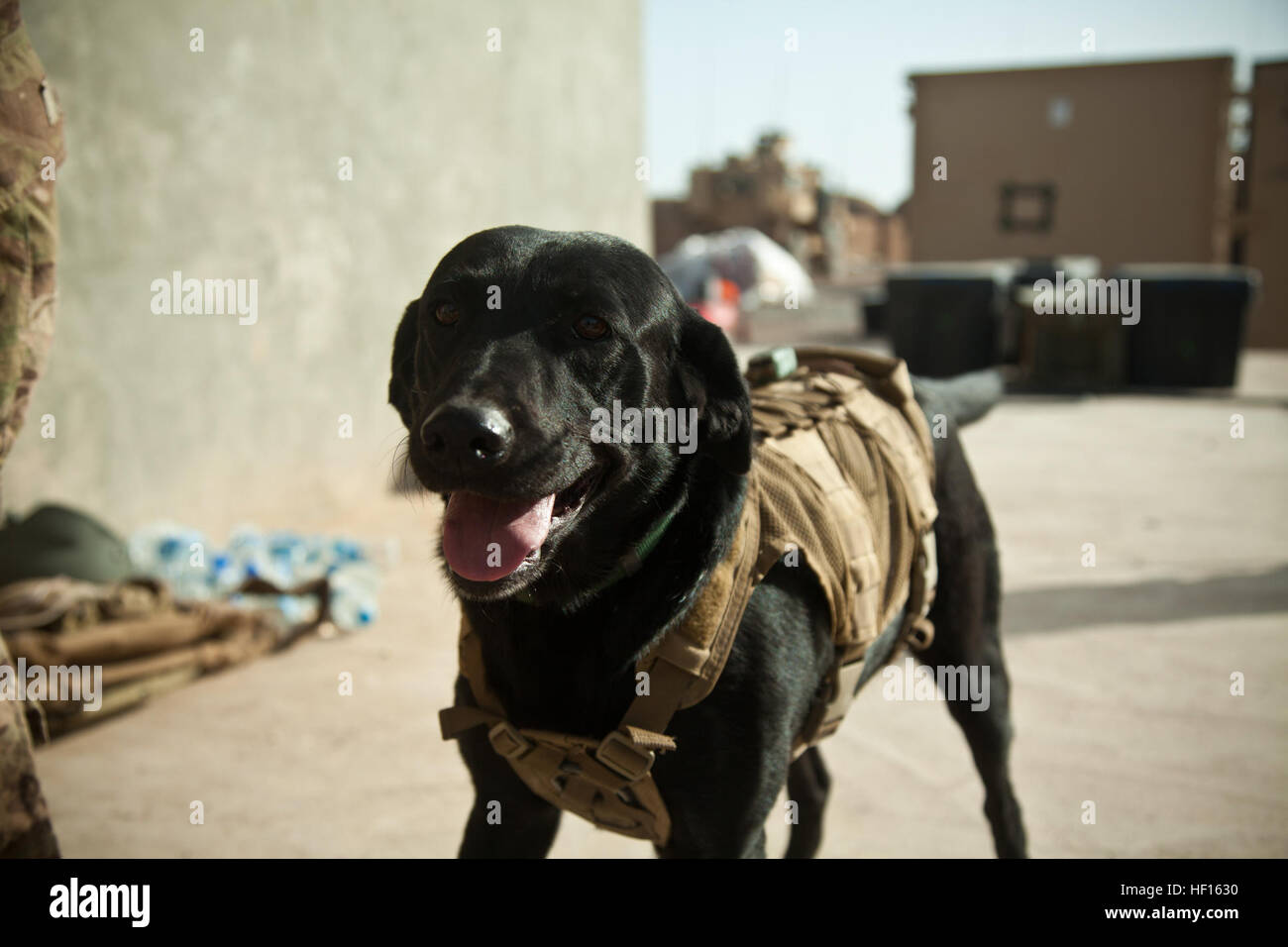 Paris, a coalition force military working dog gets ready to attend a ...