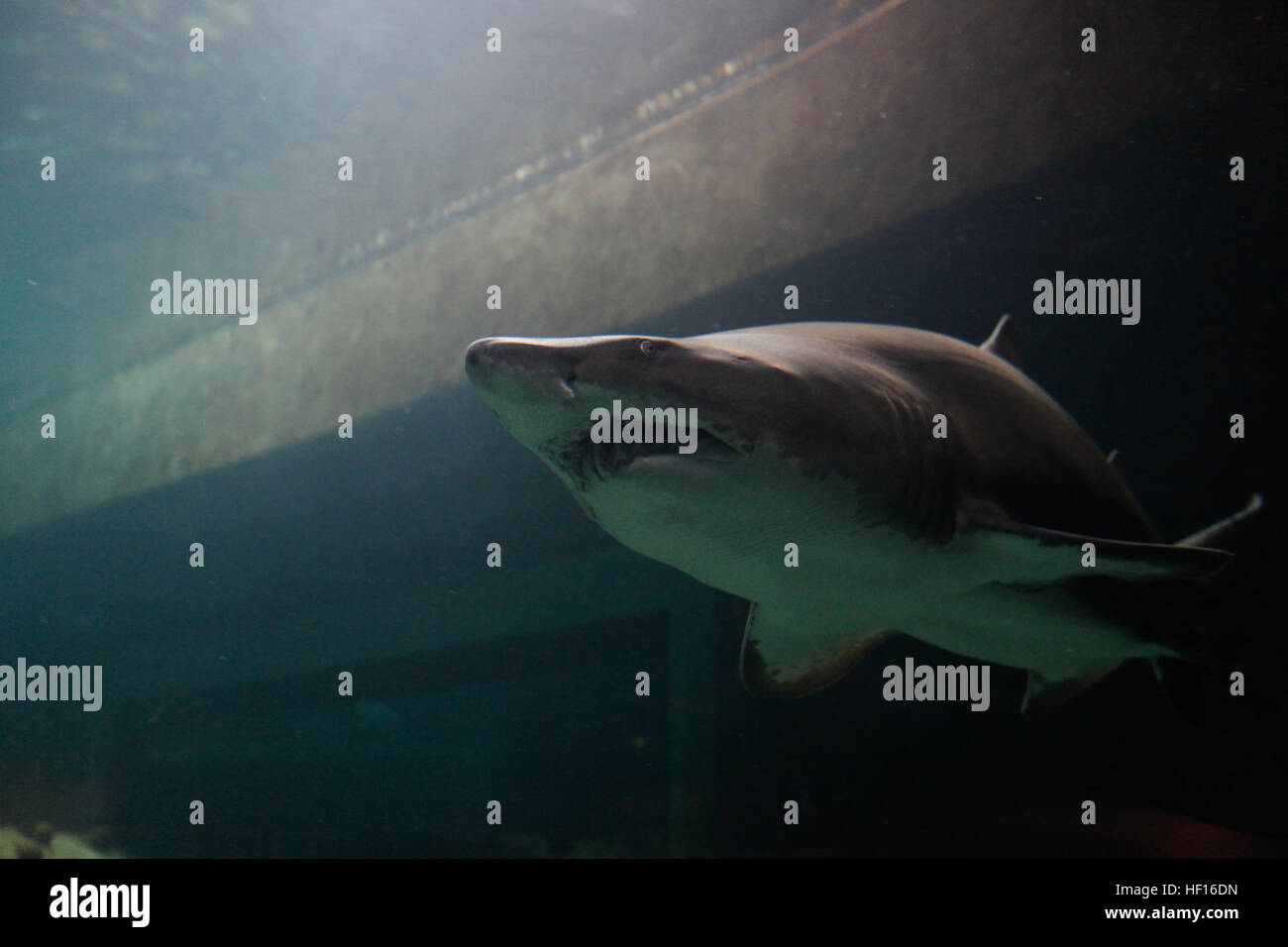 A sand tiger shark shows his teeth to aquarium visitors. Some of the ...