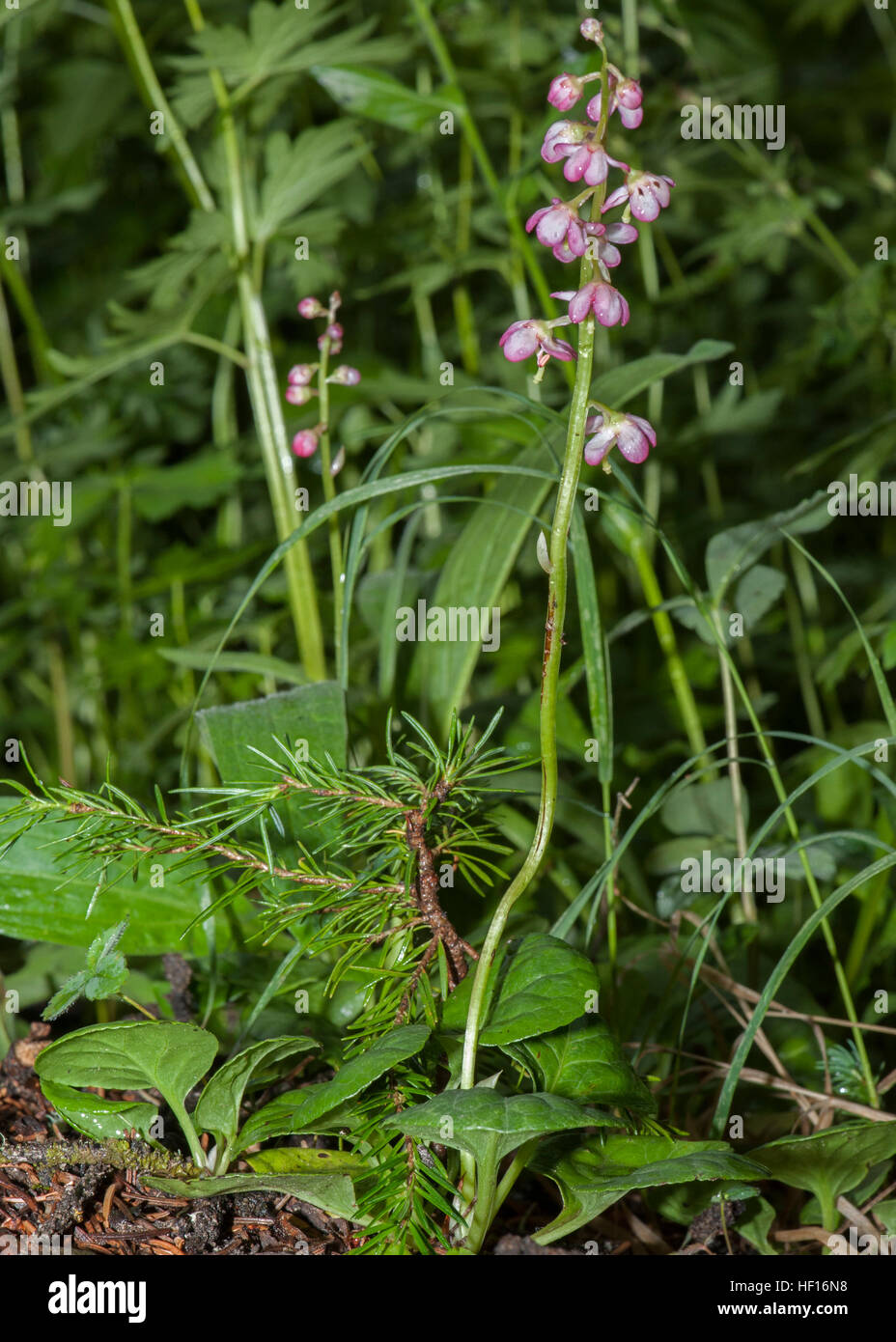 Pink Wintergreen (Pyrola asarifolia) aka Alpine Wintergreen et. al. on ...
