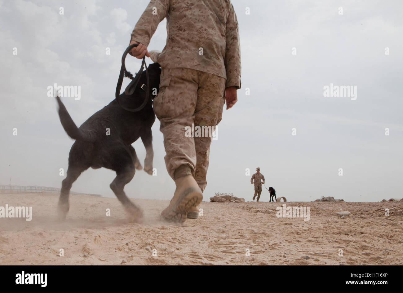 U.S. Marine Cpl. Ryan Stroad, a dog handler with 2d Combat Engineer ...