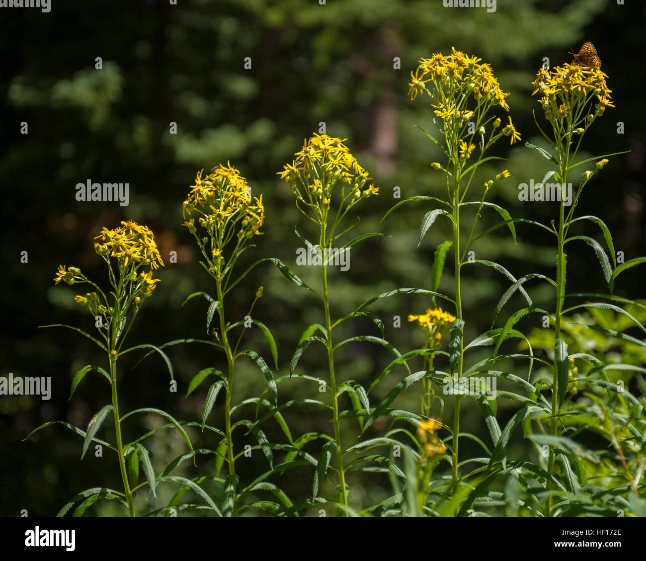 Serrated Ragwort aka tall ragwort aka sawtooth groundsel aka butterweed ...