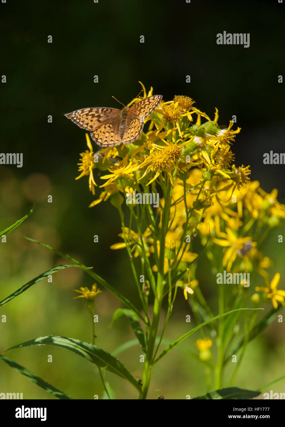 A butterfly, possibly a Hesperis Fritillary (Speyeria hesperis) feeds ...