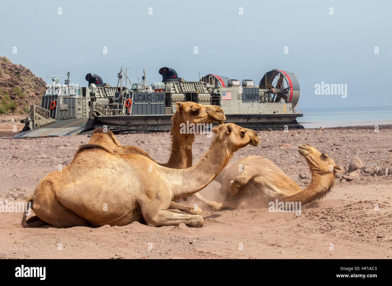 War camels, u s hi-res stock photography and images - Alamy