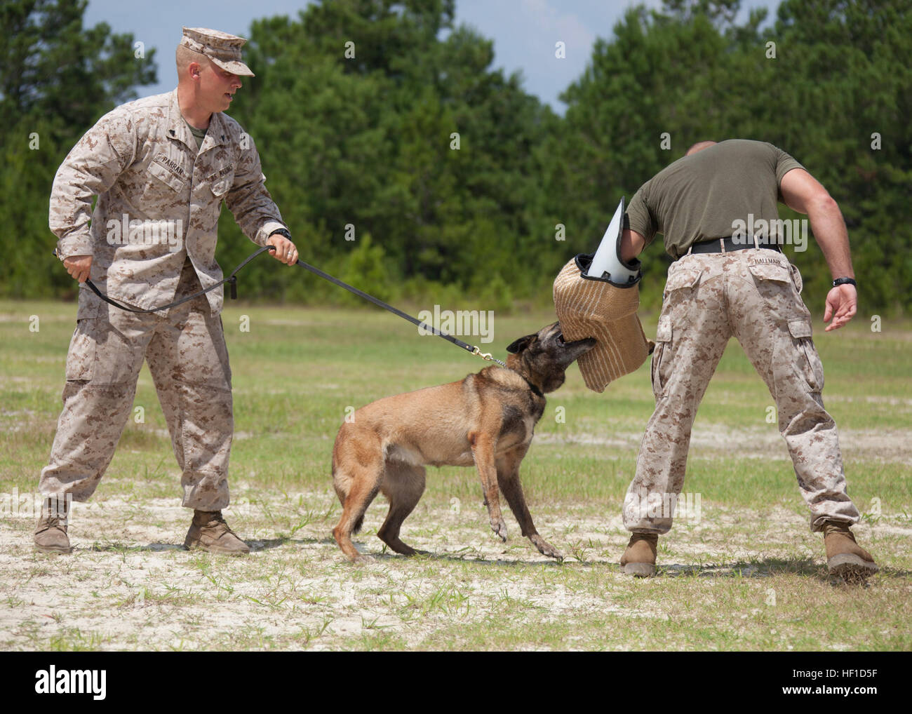 U.S. Marine Corps Cpl. Arthur Parran, a dog handler with 2d Law ...