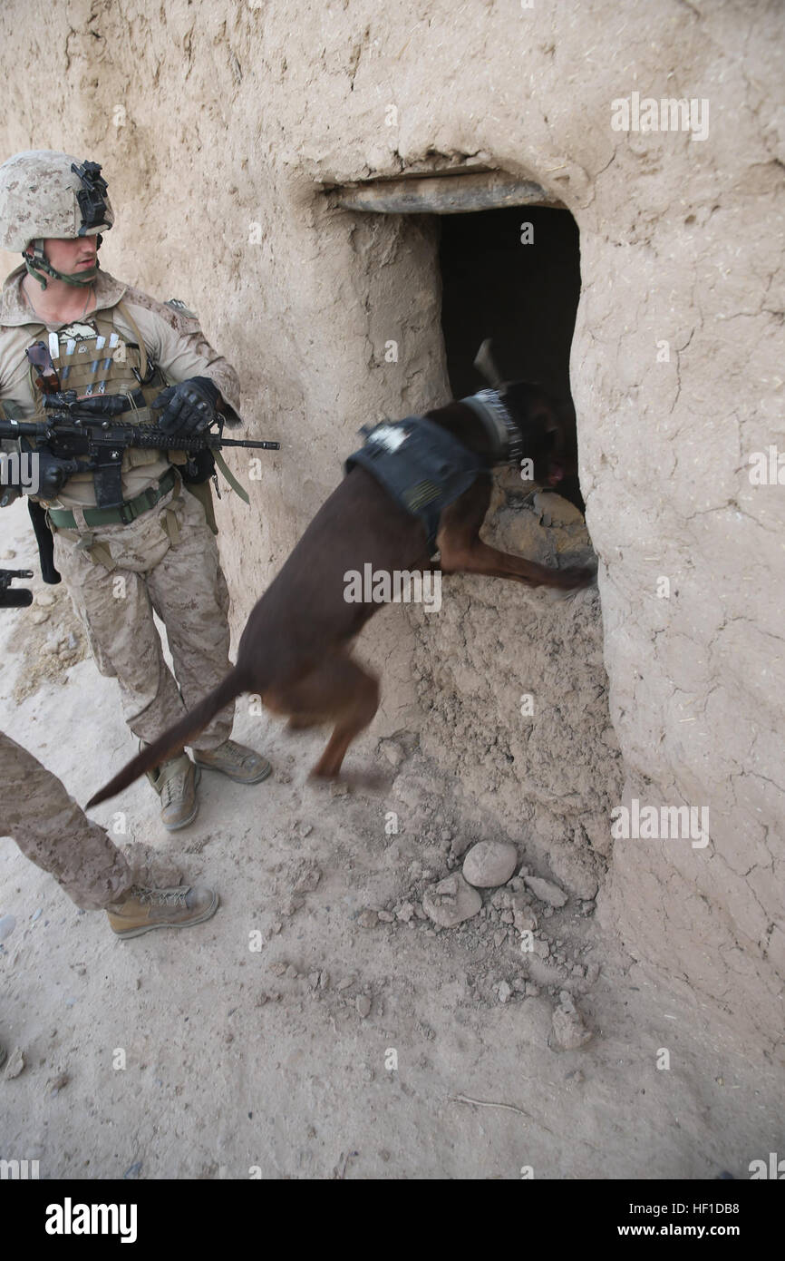 U.S. Marine Corps Cpl. Matthew Plumeri, a dog handler with 1st Law ...