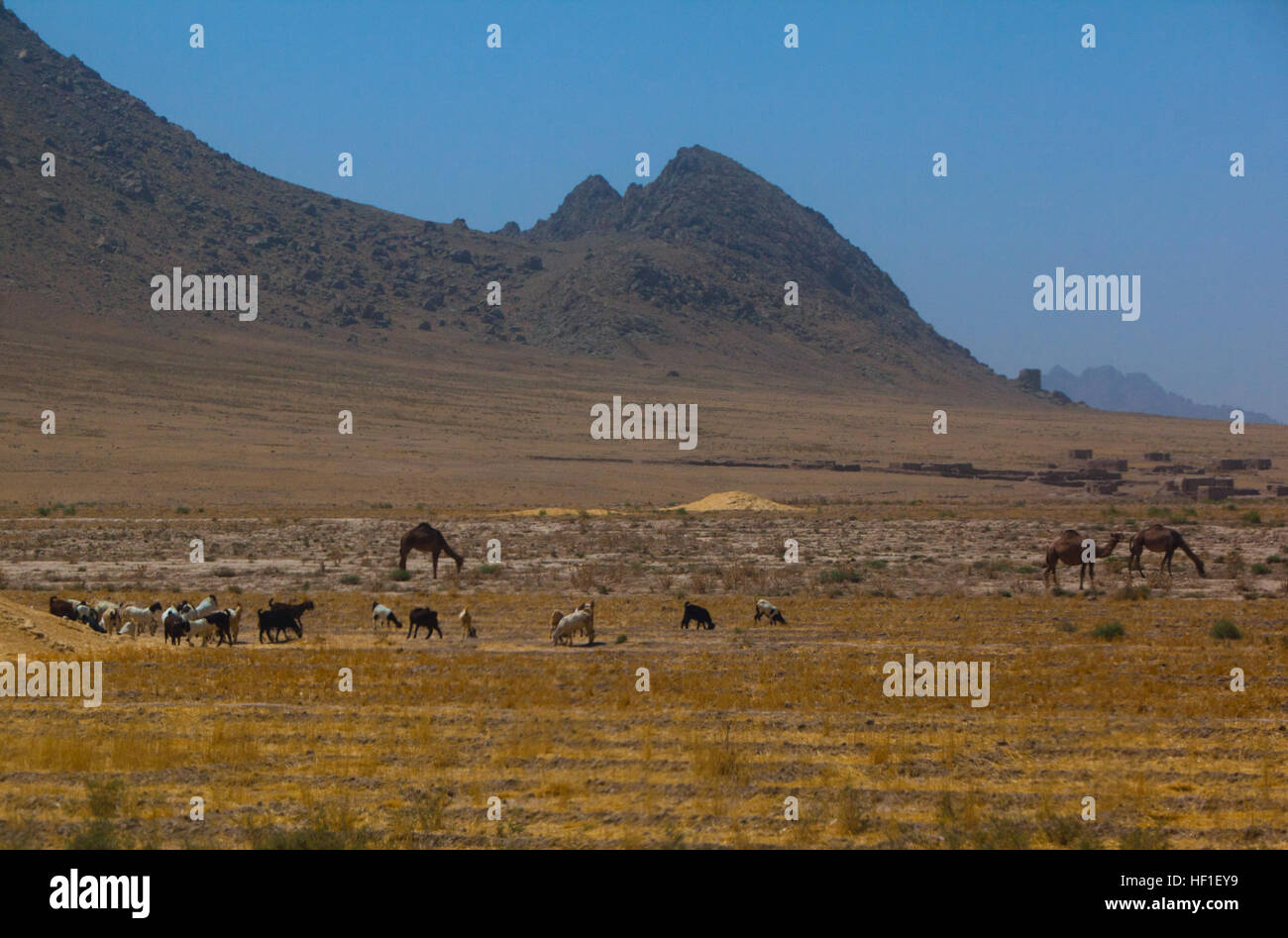 Goats and camels graze in a field near the village of Now Zad in ...