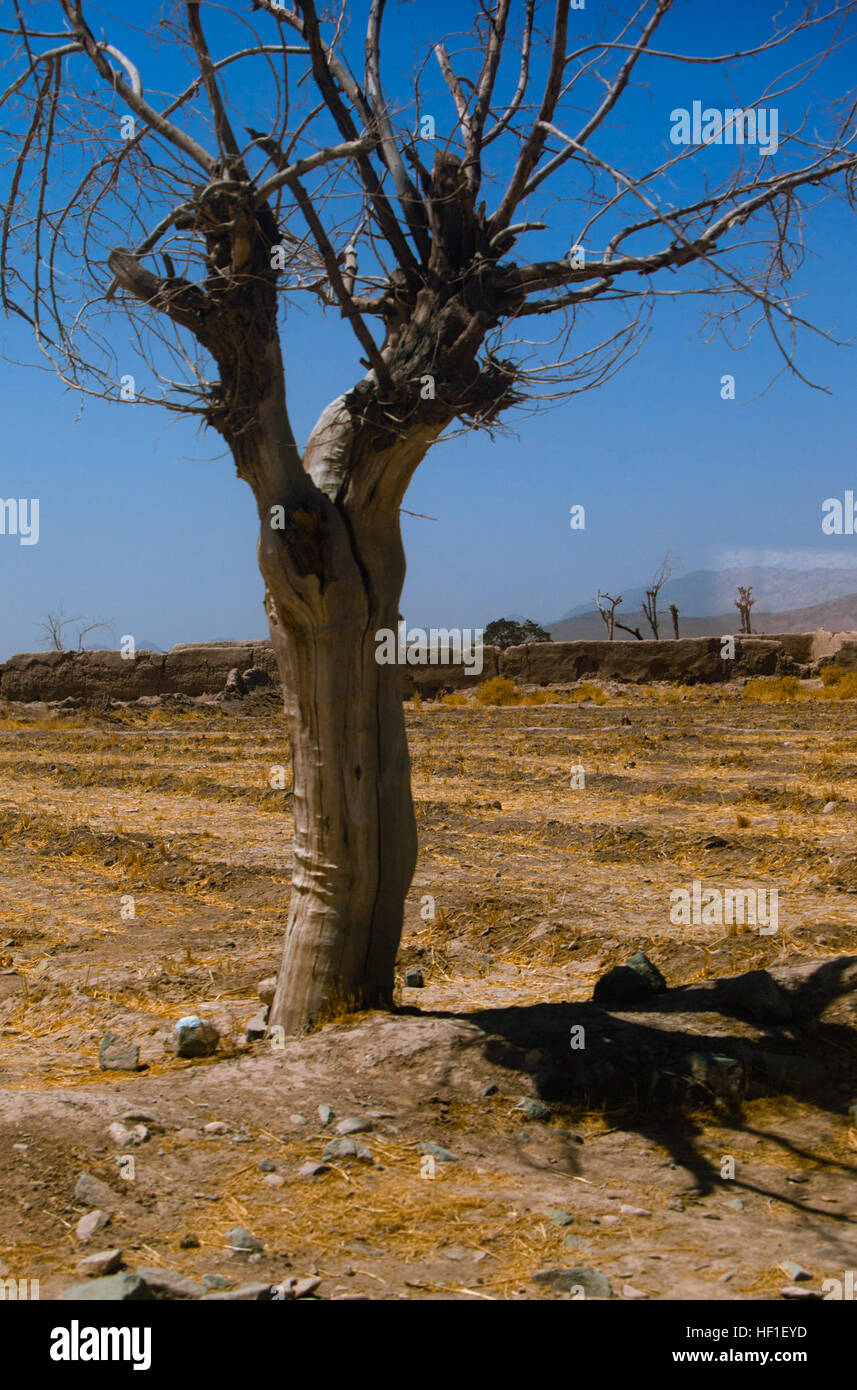 Zad tree hi-res stock photography and images - Alamy