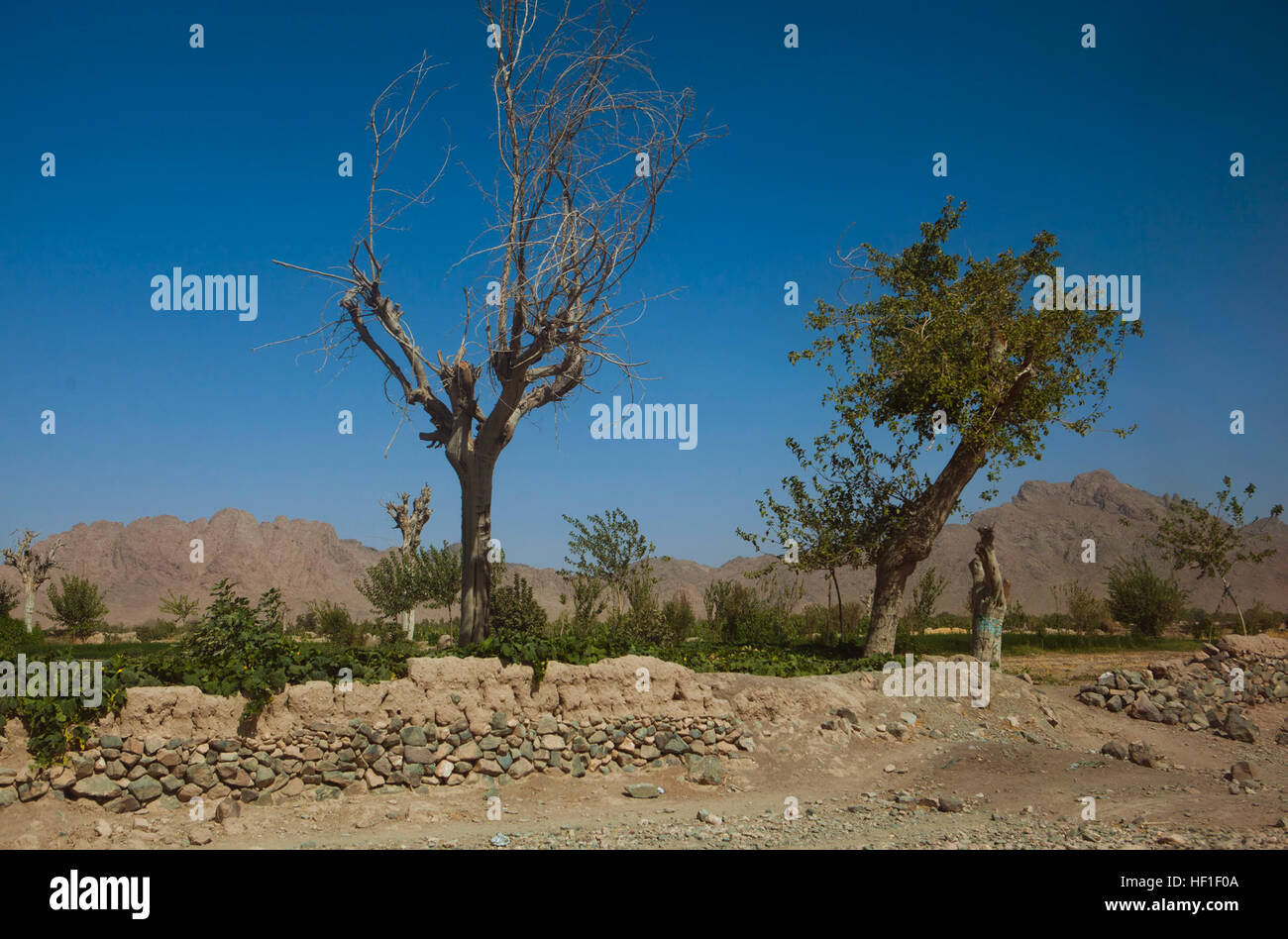 Two disheveled trees grow out of a desert compound yard near the ...