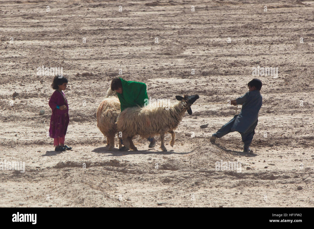 A group of children coax two sheep along a desert path in Helmand ...