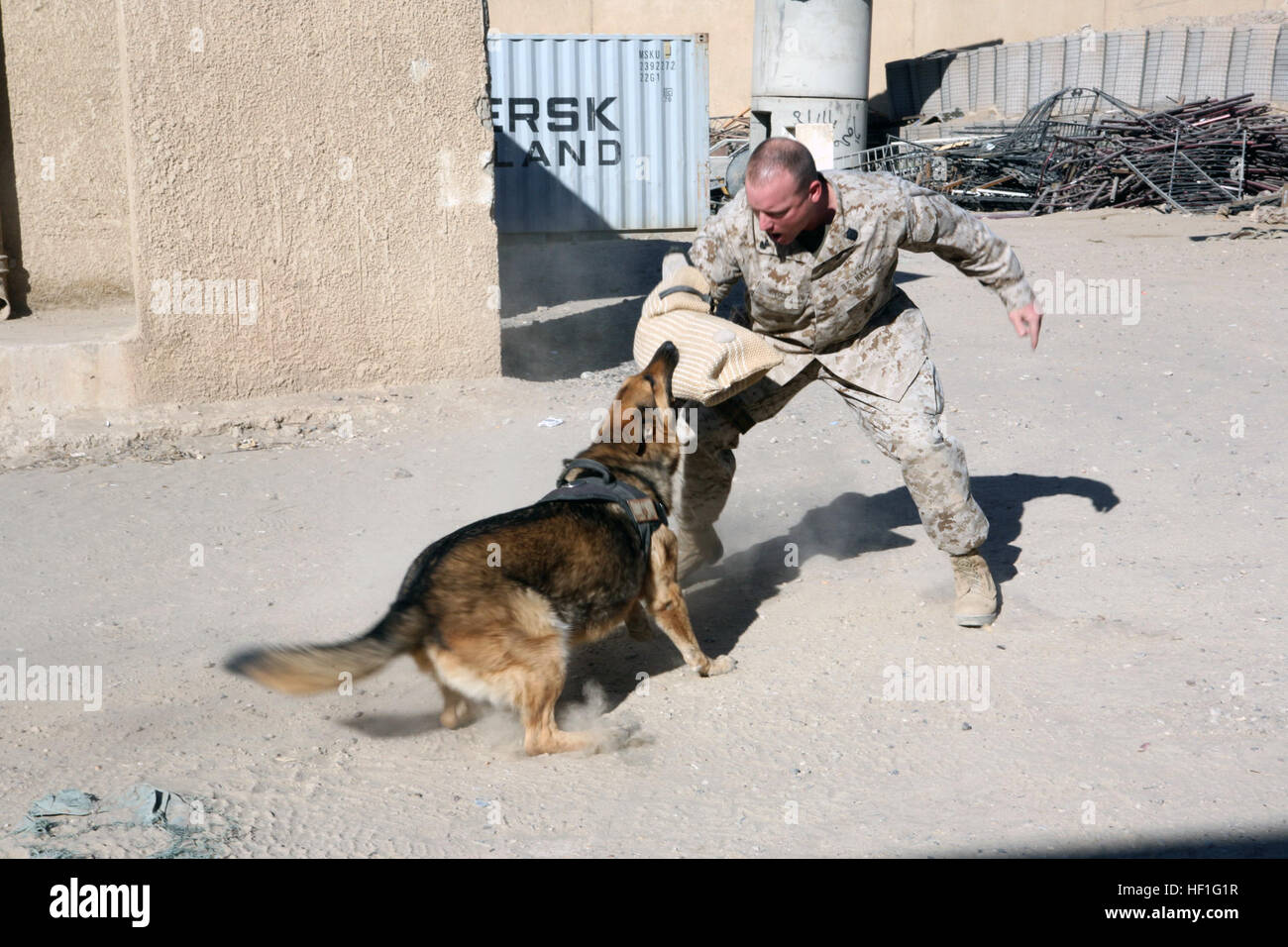 U s marine corps released united u s marine corps military working dog ...