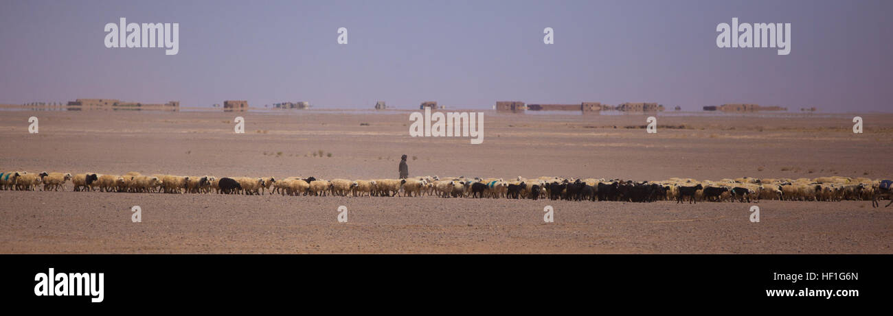 An Afghan shepherd guides his flock of sheep along a desert path in ...