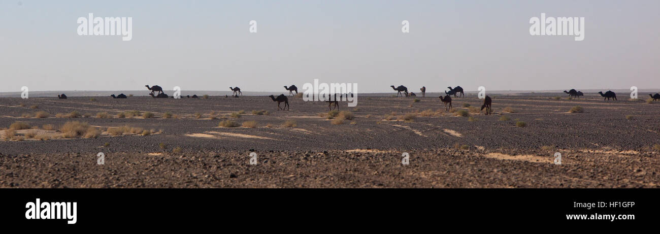 A herd of camels walks through the desert in Helmand province ...